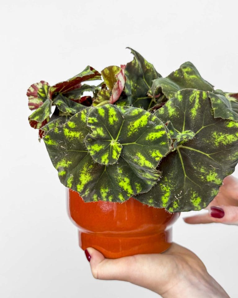 Begonija 'Spirit of Mauritius' (Begonia rex) (M) - Džungla Plants