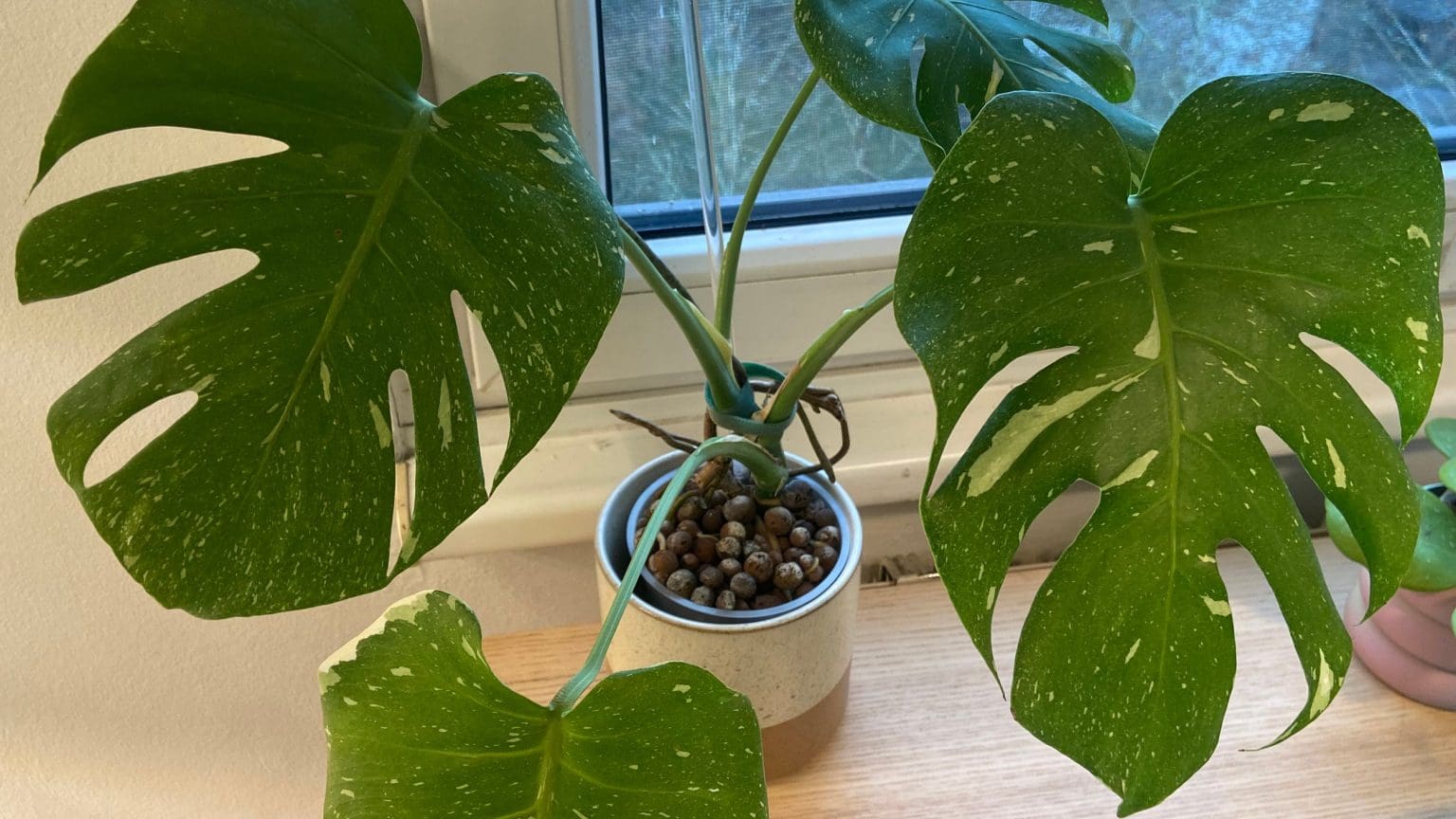 Vse o negi sobnih rastlin v hidroponiki - Džungla Plants