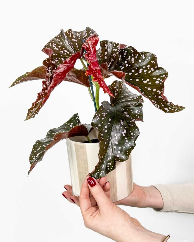 Begonija 'Cracklin' Rosie'(Begonia maculata) (M) - Džungla Plants