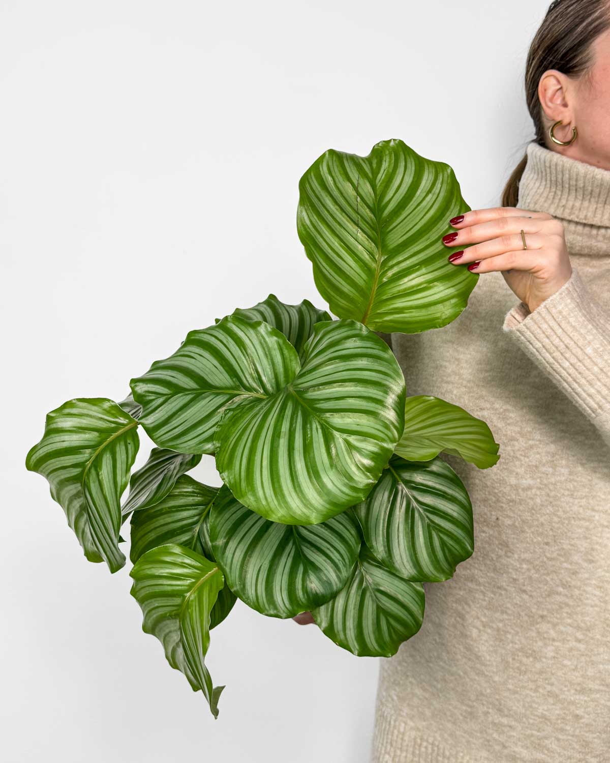 Kalateja orbifolia (Calathea) (L) - Džungla Plants