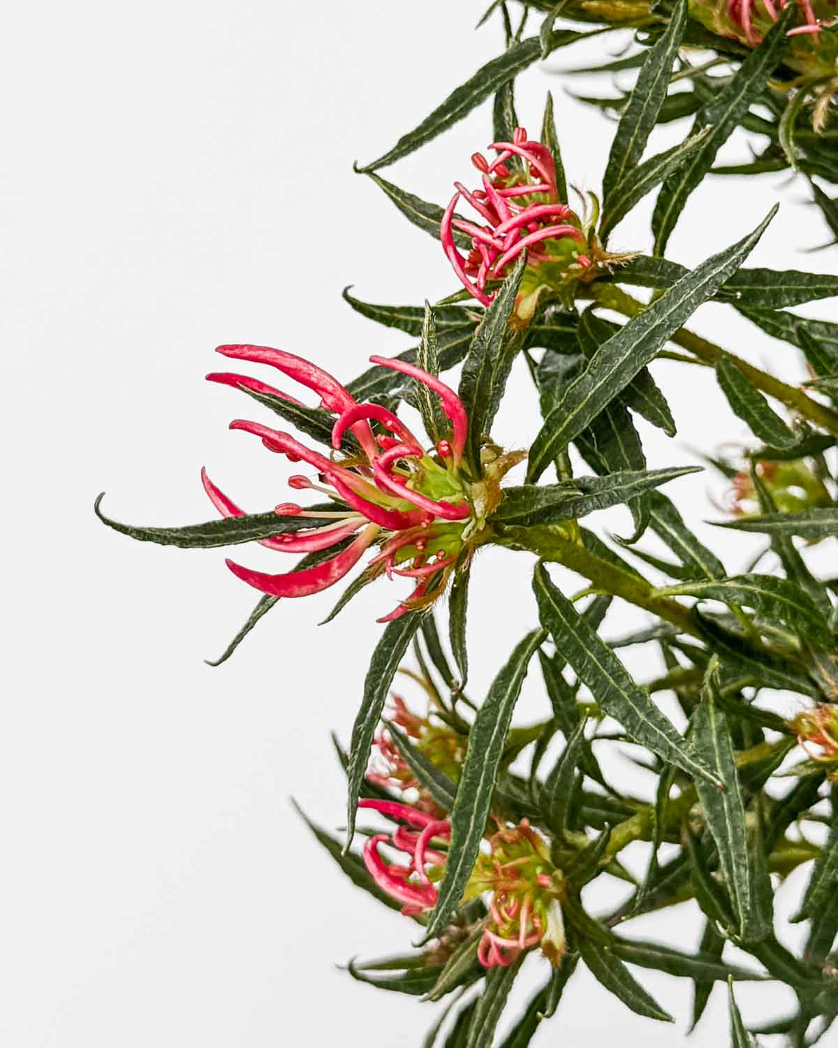 Roza azalea 'Starstyle Pink' (Rhododendron) (L) - Džungla Plants