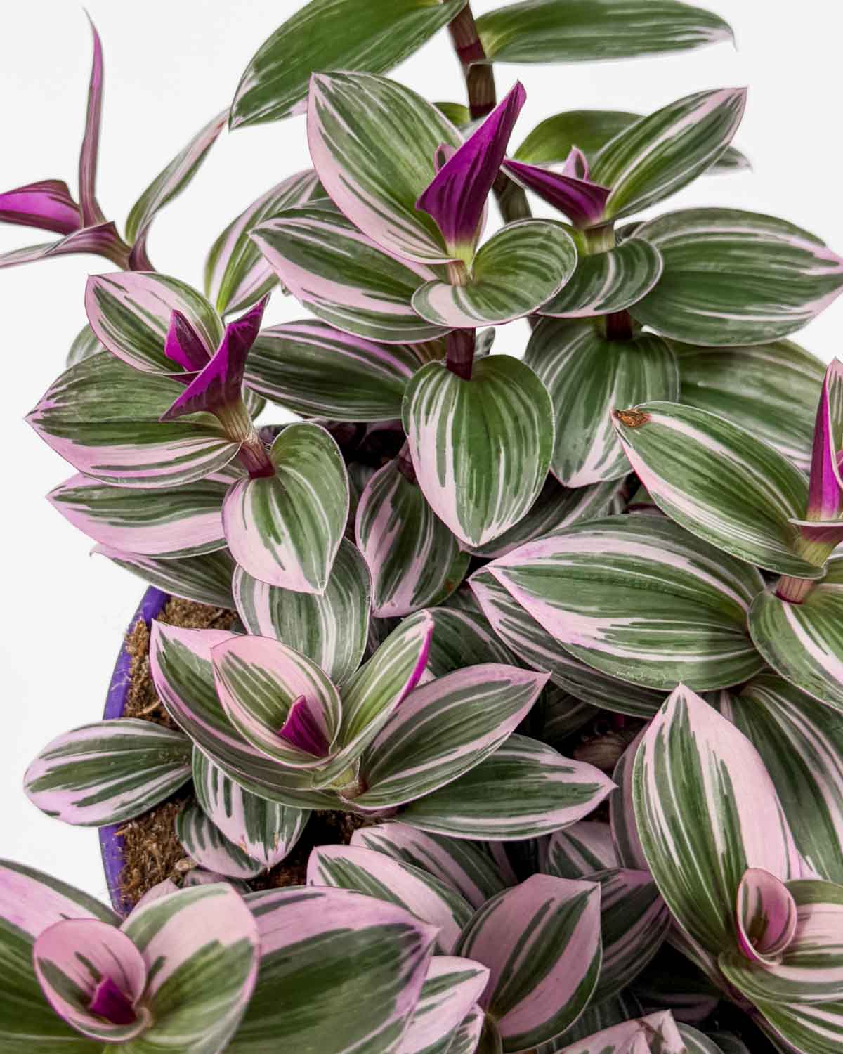 Tradeskancija 'Nanouk' (Tradescantia cerinthoides) (L) - Džungla Plants