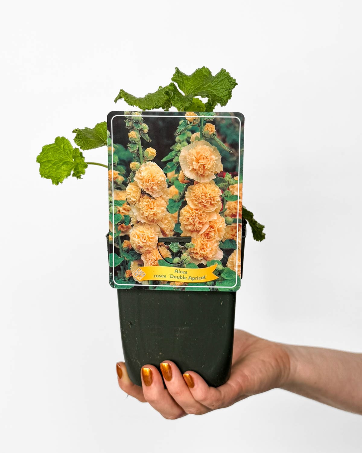 Rožlin 'Double Apricot' (Alcea rosea) (M) - Džungla Plants