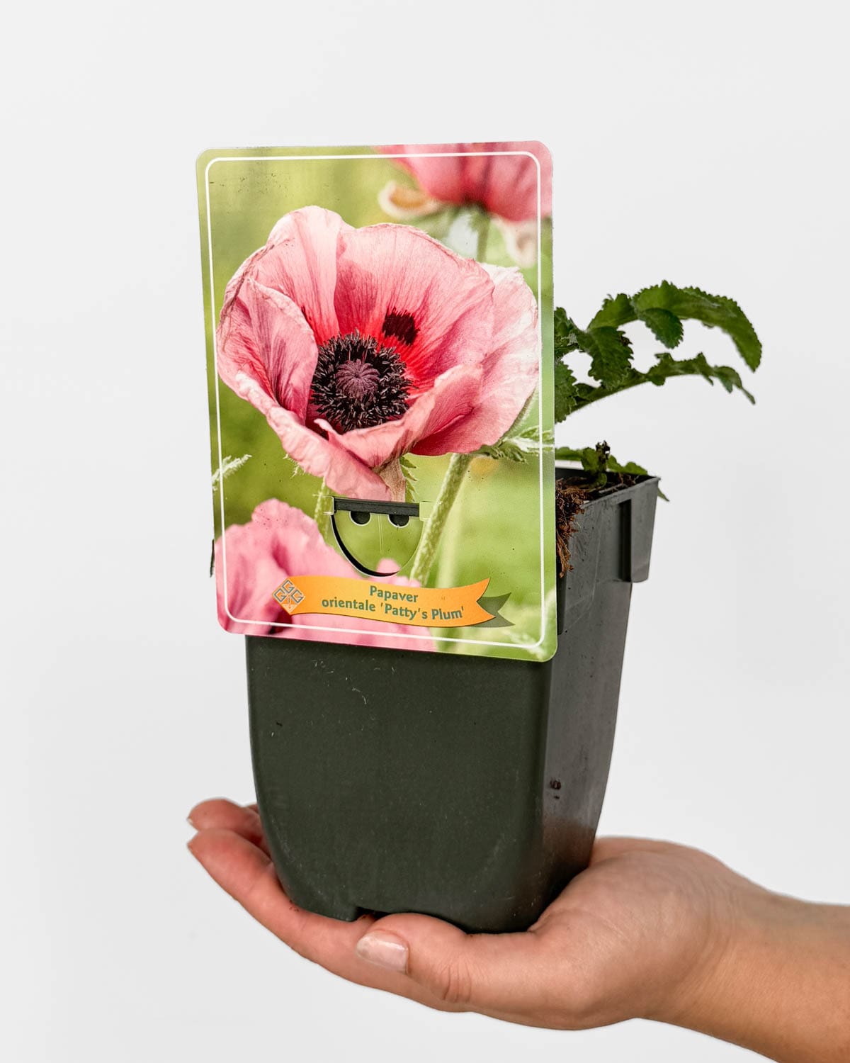 Turški mak 'Patty's Plum' (Papaver orientale) (M) - Džungla Plants