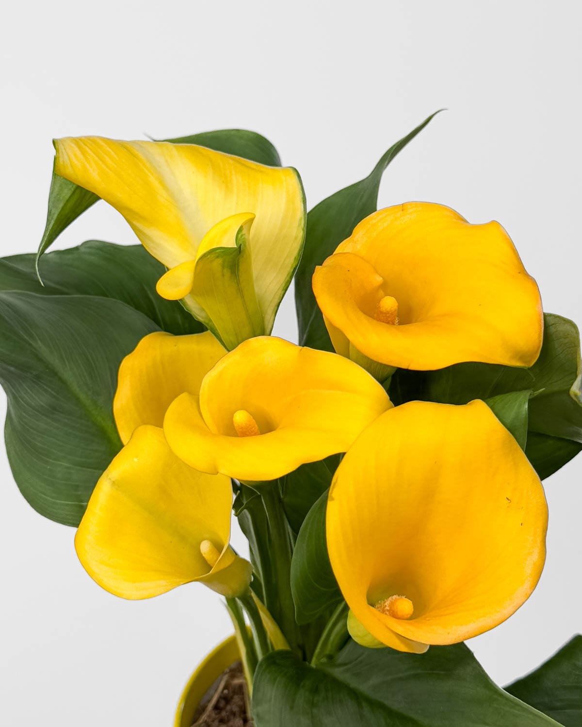 Rumena kala 'Sunclub' (Zantedeschia) (M) - Džungla Plants