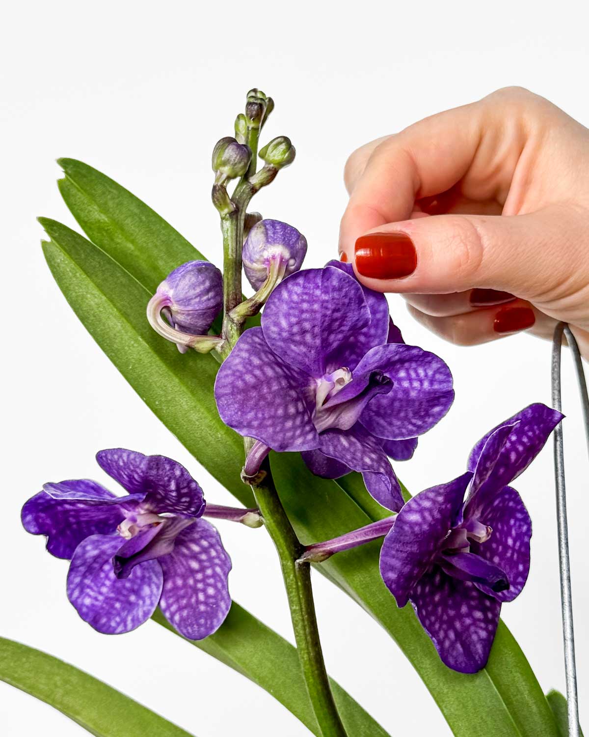 Orhideja Vanda - Vijolična - Džungla Plants