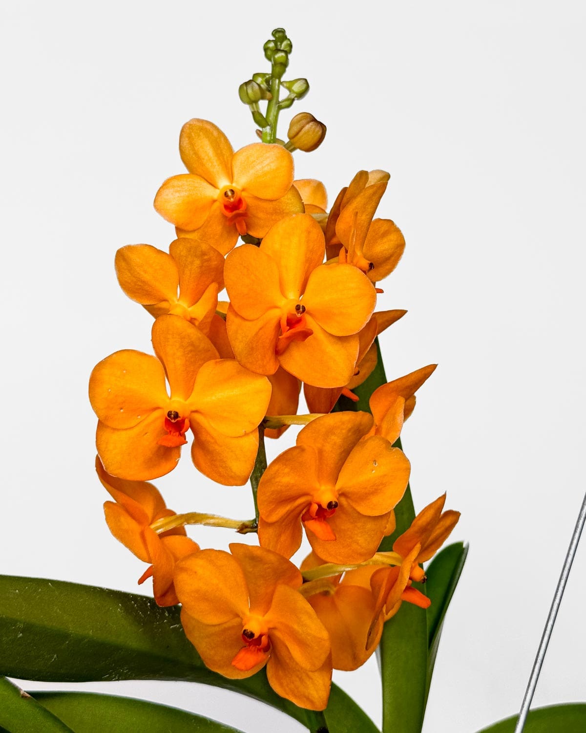 Orhideja Vanda - Oranžna (Oncidopsis sp.) (M) - Džungla Plants