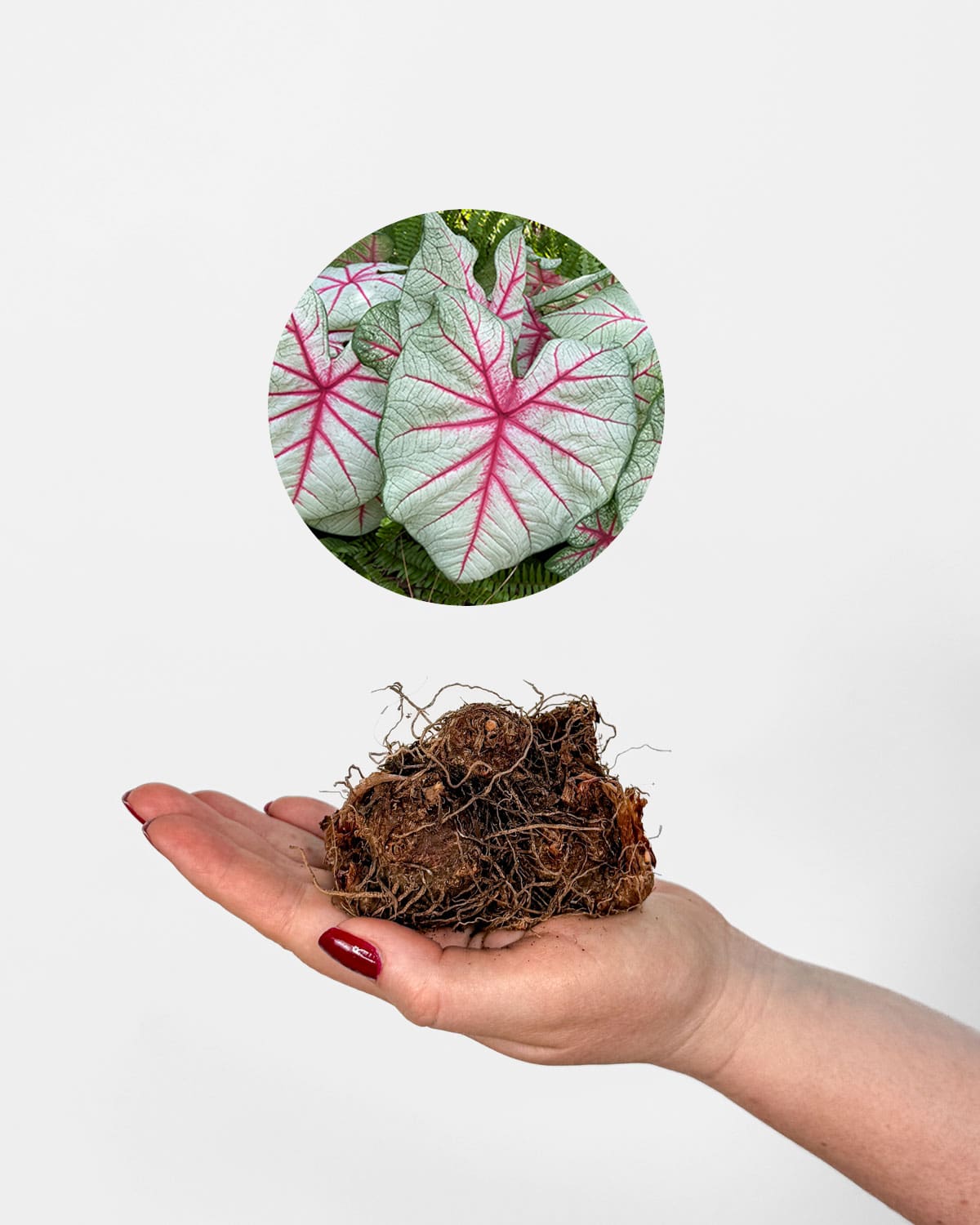 Kaladij 'Fiesta' (Caladium) (jumbo gomolj) - Džungla Plants