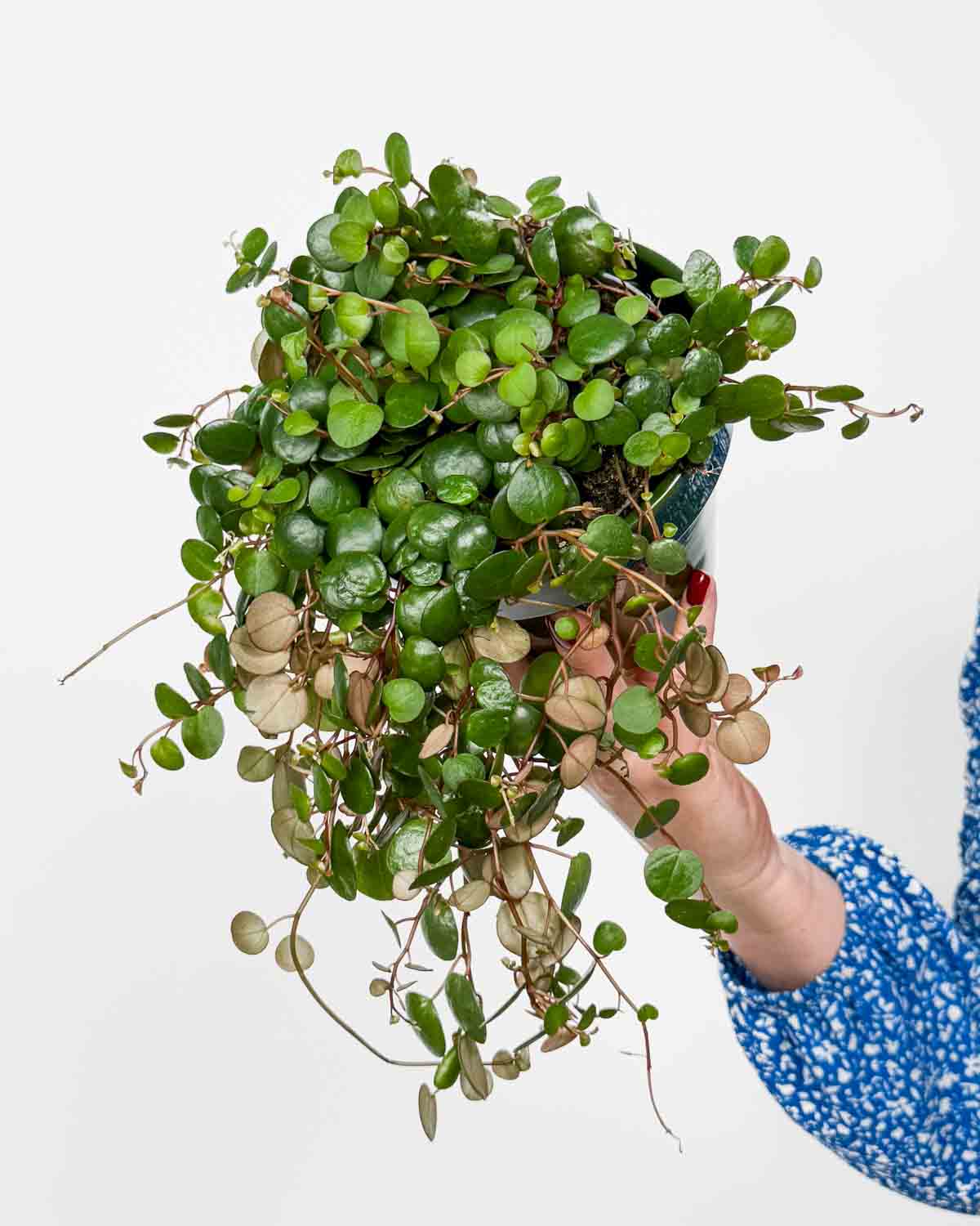 Peperomija 'Pepperspot' (Peperomia prostata) (M) - Džungla Plants