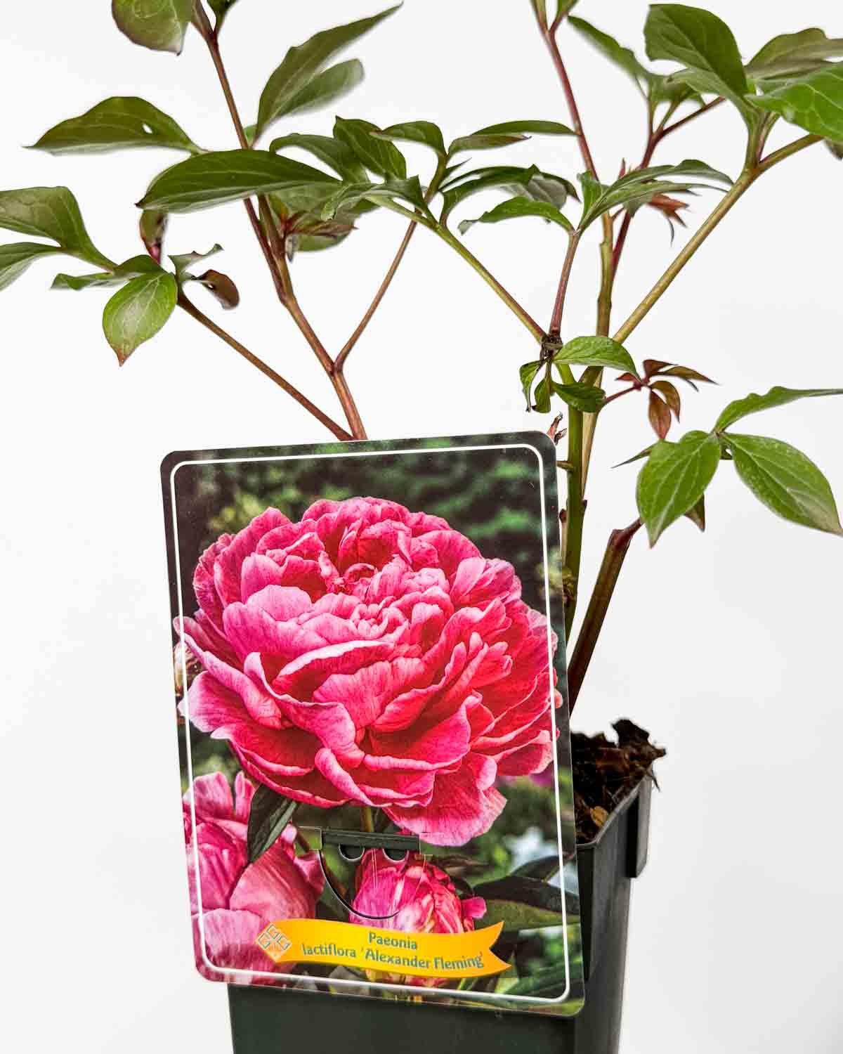 Zelnata potonika 'Alexander Fleming' (Paeonia lactiflora) (M) - Džungla ...