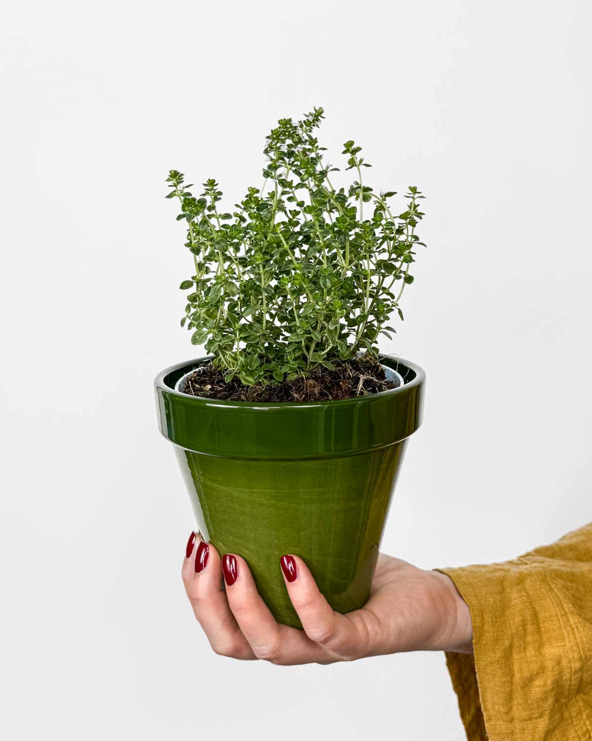 Limonski timijan (Thymus x citriodorus 'Aureus') (M) - Džungla Plants