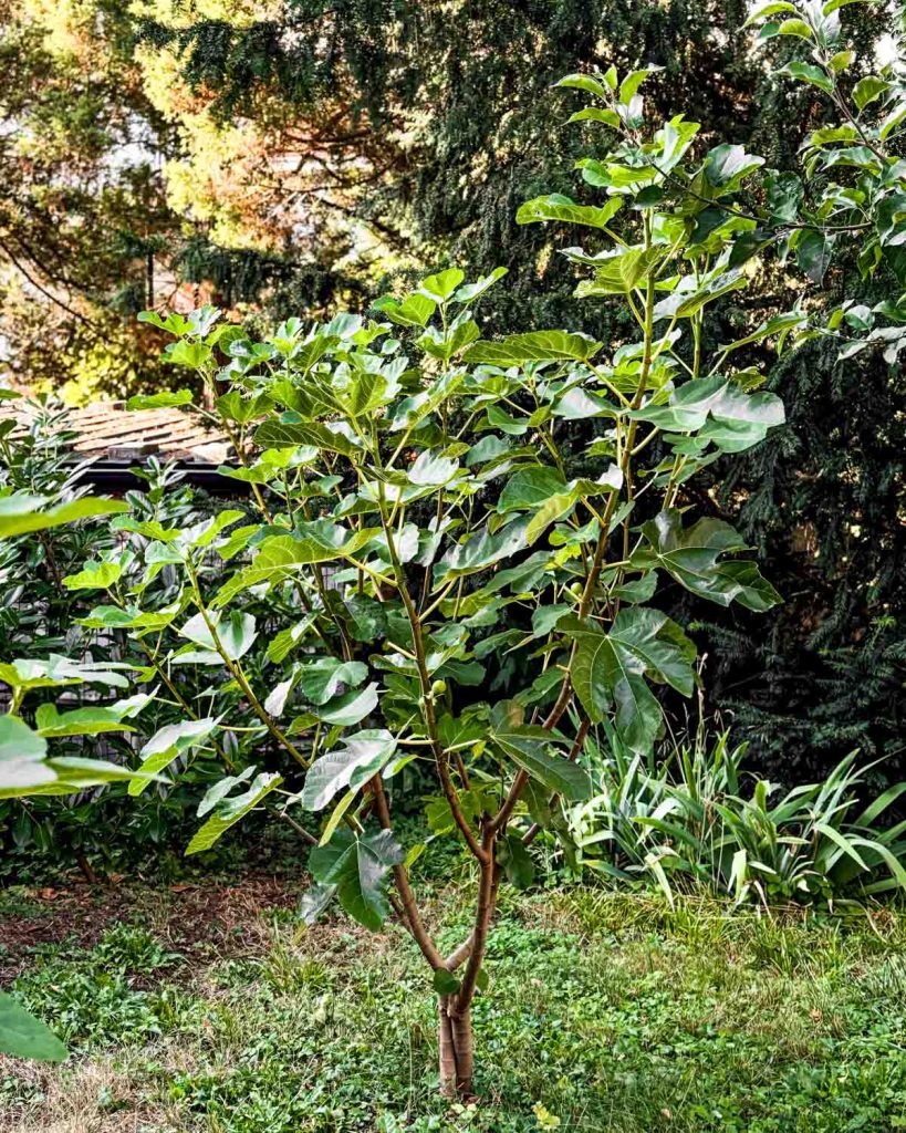 Sadika Figa 'Brown turkey' (Ficus carica) (M) - Džungla Plants