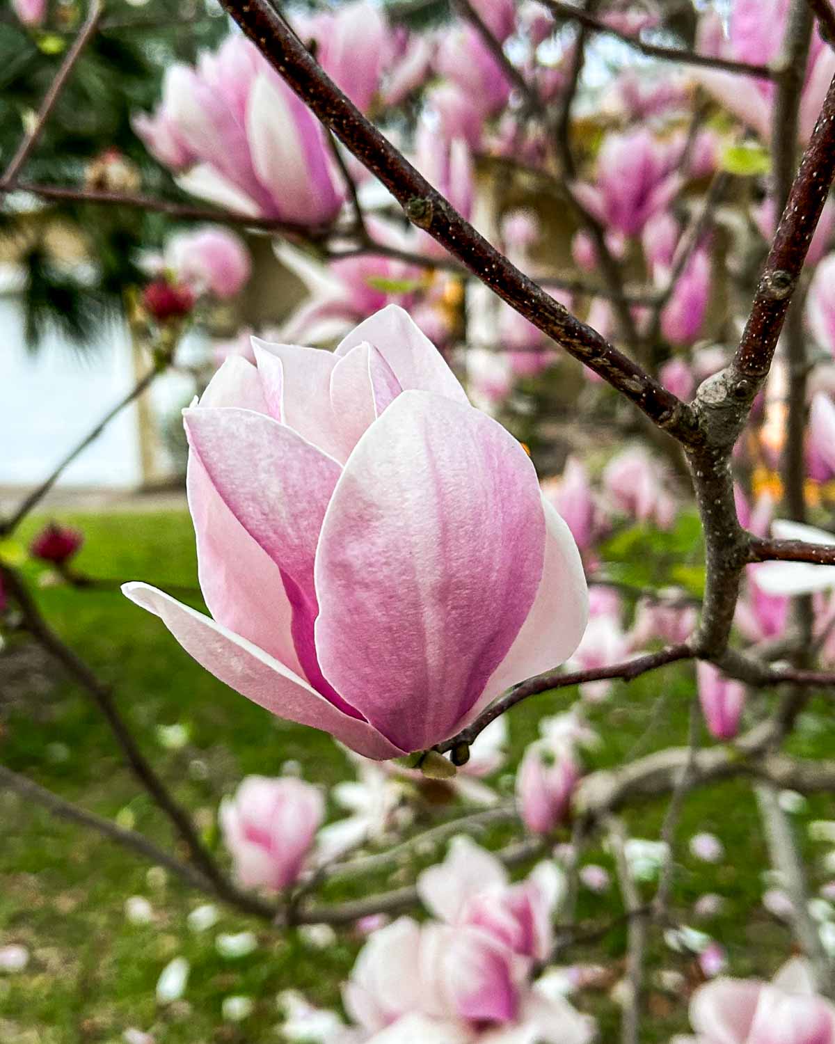 Roza magnolija 'Pink Ice' (Magnolia) (XL) - Džungla Plants