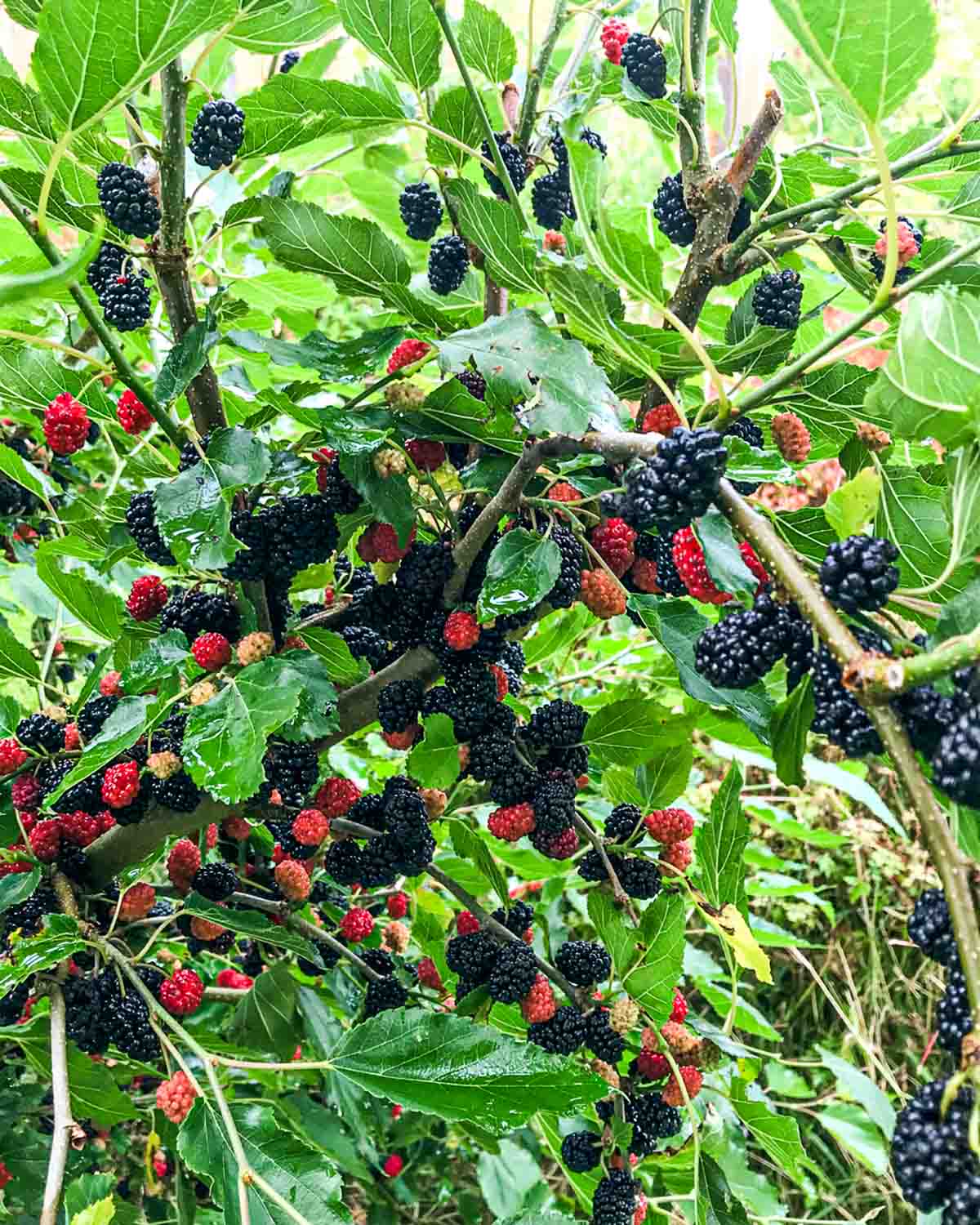 Pritlikava rdeča murva 'Mojoberry' (Morus mulle) (L) - Džungla Plants