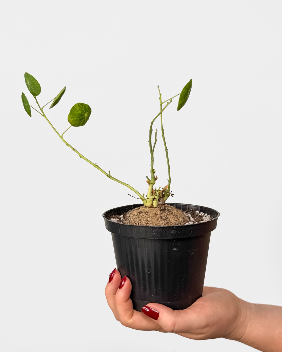 Stephania erecta (Stephania pierrei) 'REŠI ME' (S) - Džungla Plants