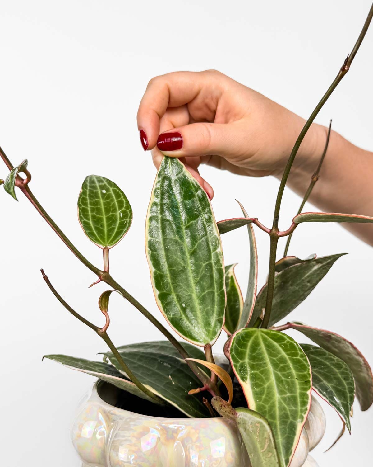 Voščenka 'Albomarginata' (Hoya latifolia) (M) - Džungla Plants