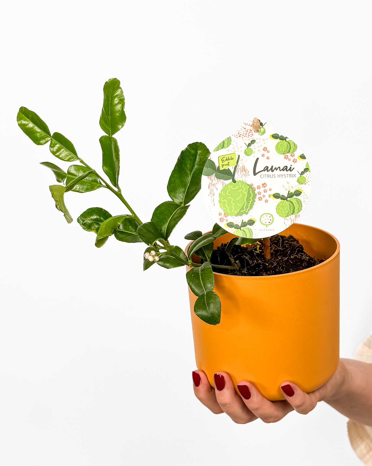 Kaffir limeta (Citrus hystrix Kaffir) (S) - Džungla Plants
