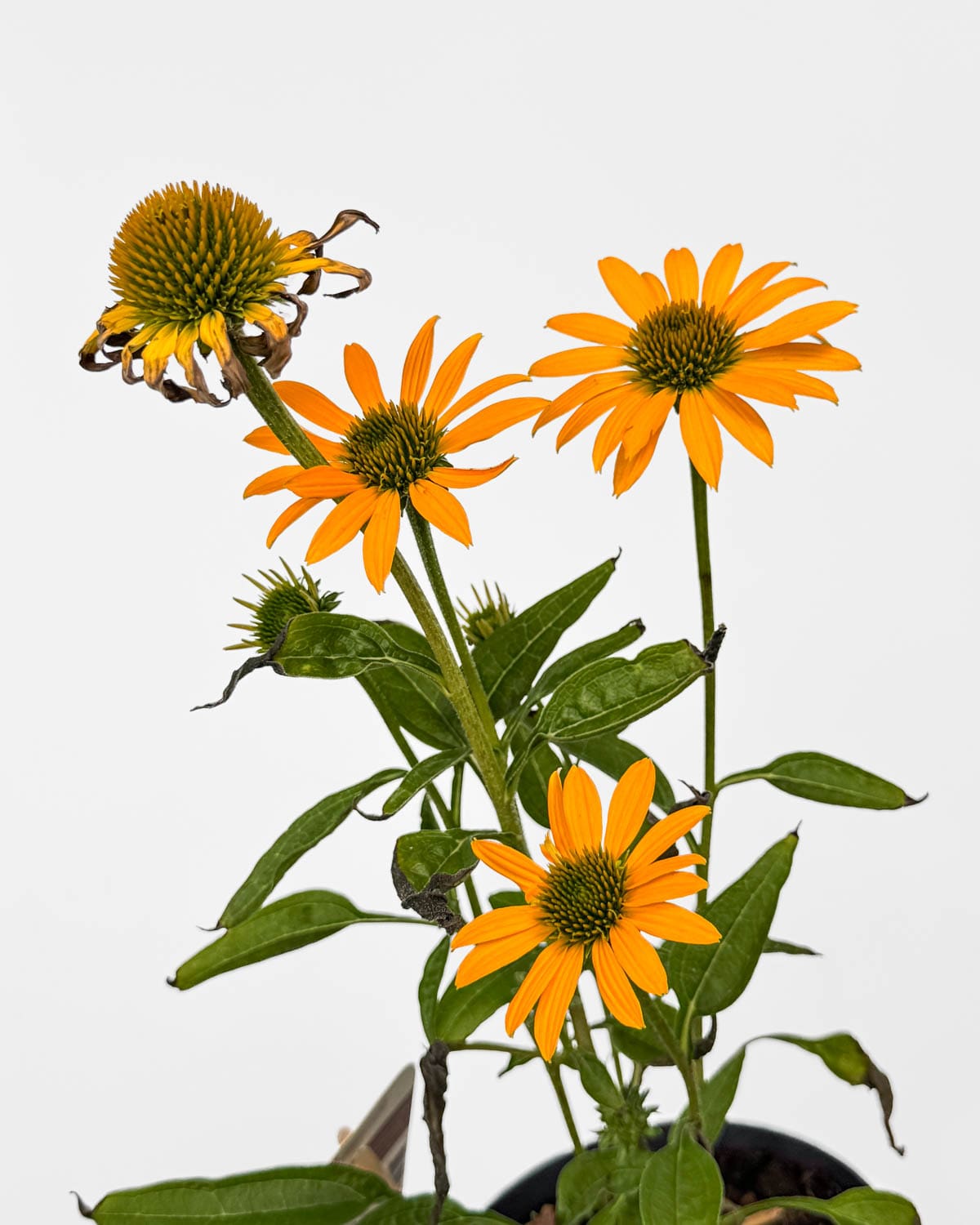 Ameriški slamnik 'Sombrero Yellow' (Echinacea) (L) 'REŠI ME' - Džungla ...