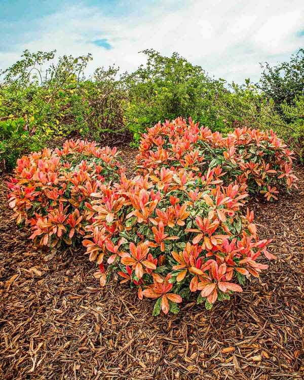 Fotinija s krošnjo ‘Pink crispy’ (Photinia serratifolia) (XL) - Džungla ...