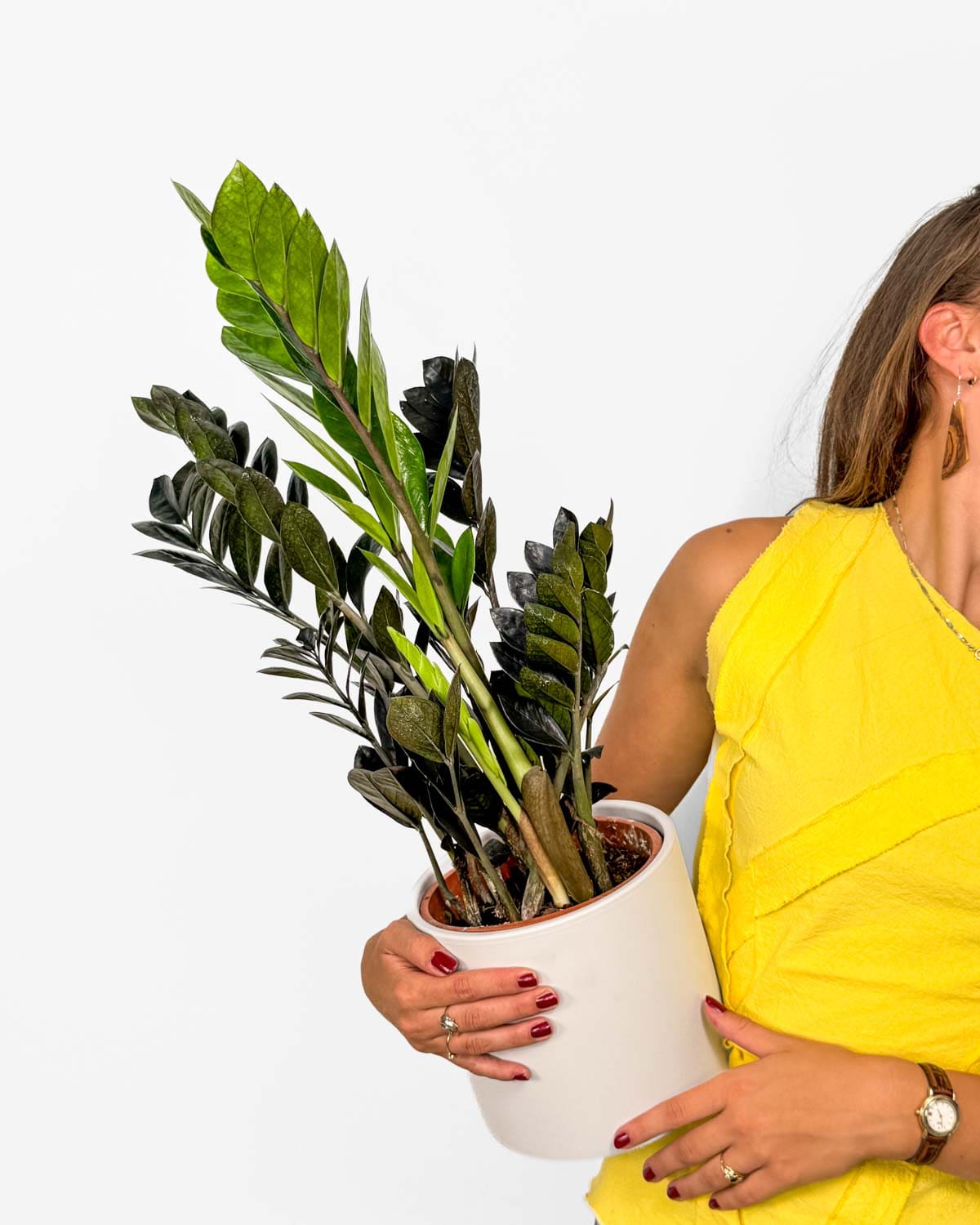 Zamija 'Raven' (Zamioculcas zamiifolia) (L) - Džungla Plants