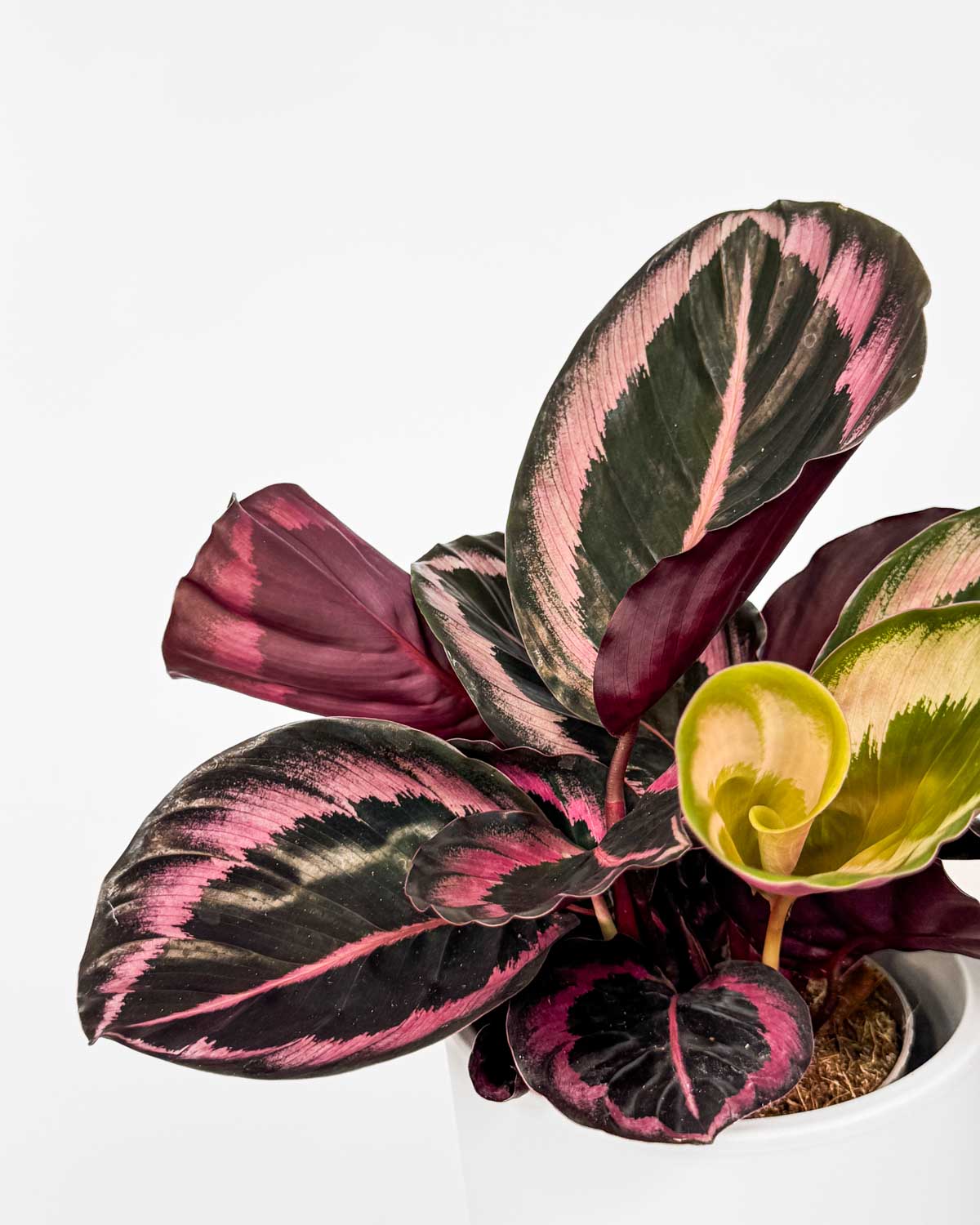 Kalateja 'Princess Jessie' (Calathea roseopicta) (L) - Džungla Plants