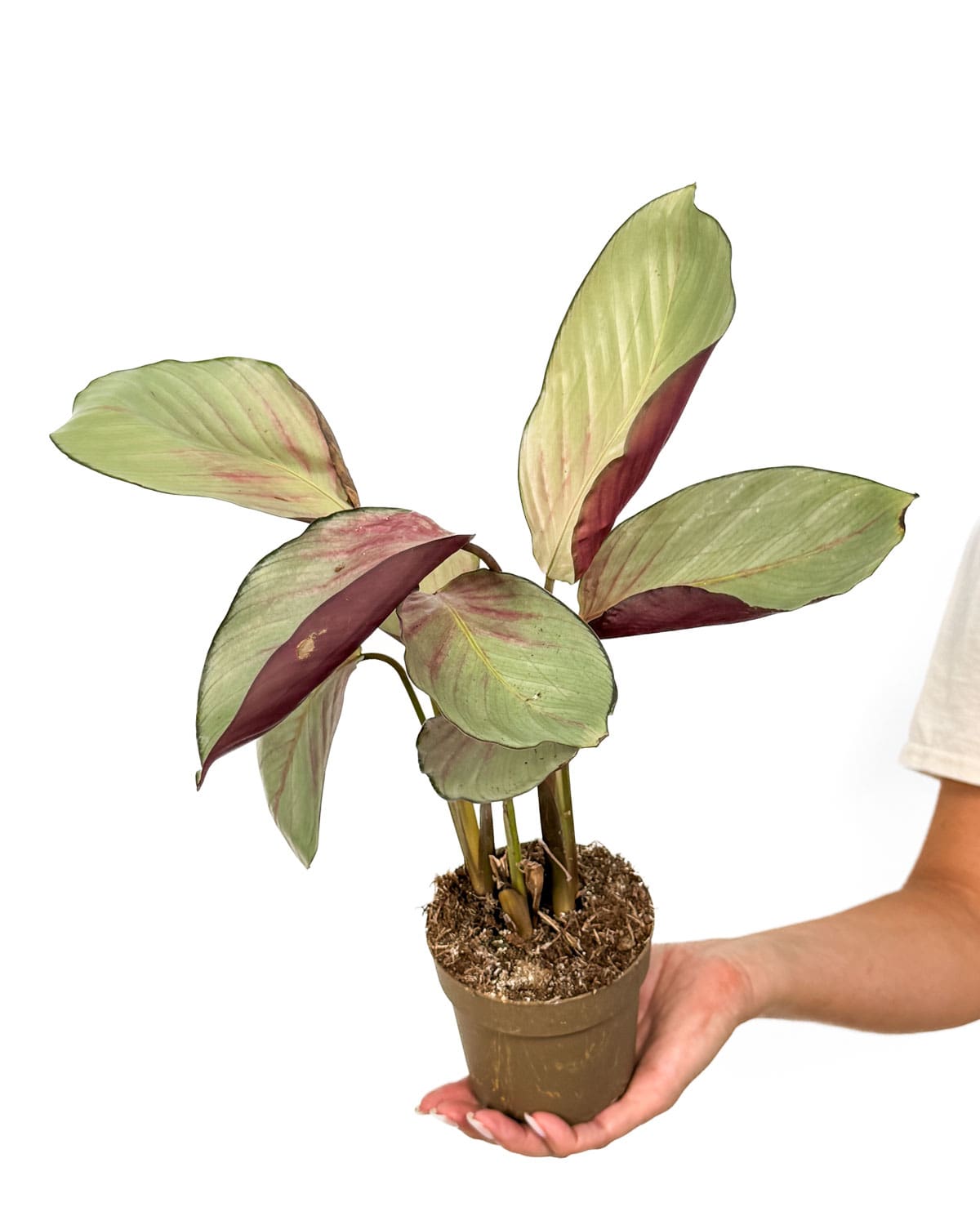 Kalateja 'Silver Plate' 'REŠI ME' (Calathea roseopicta) (M) - Džungla ...