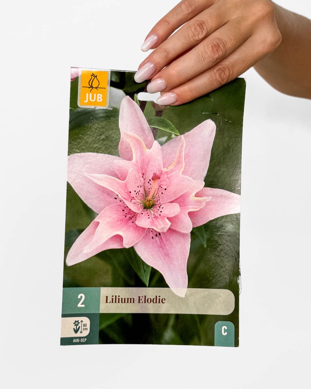 Čebulice Lilija 'Elodie' (Lilium) (2 čebulici) - Džungla Plants