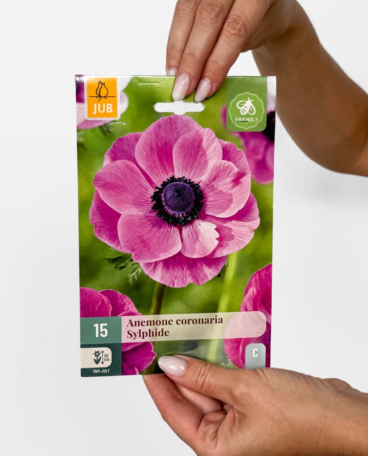 Čebulice Vetrnica 'Sylphide' (Anemone coronaria) (15 čebulic) - Džungla ...