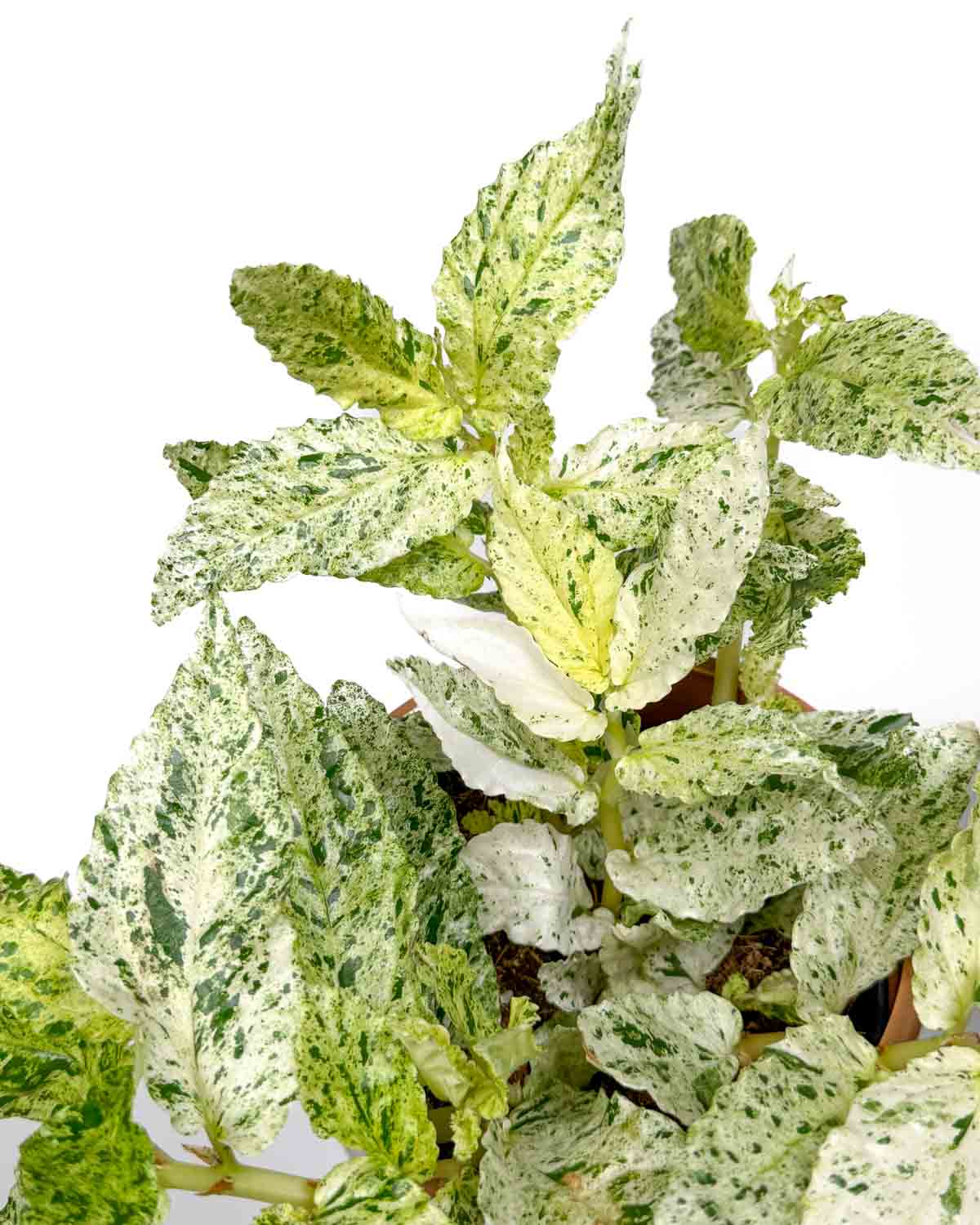 Watermelon begonija 'Variegata' (Pellionia repens) (M) - Džungla Plants