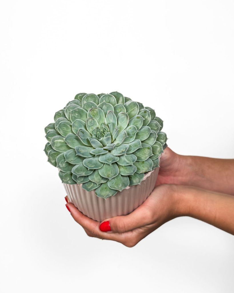 Eševerija 'Heart Signal' (Echeveria) (S) - Džungla Plants