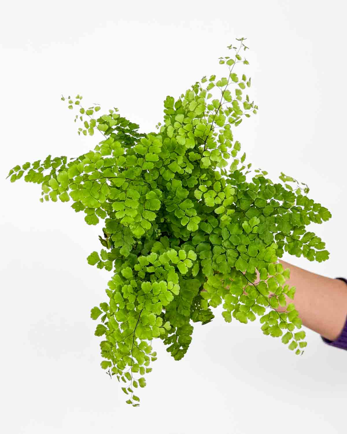 Praprot Venerini laski 'Fritz Luthi' (Adiantum raddianum) (M) - Džungla ...