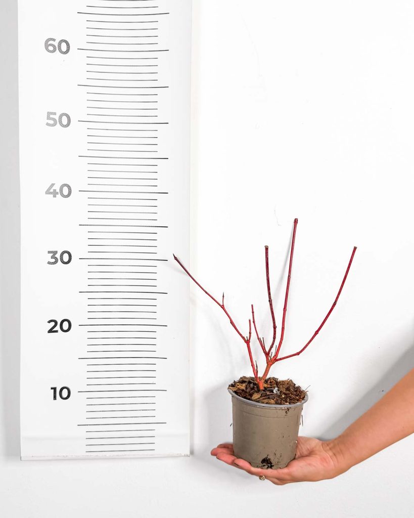 Sibirski dren (Cornus alba 'Sibirica') (M) - Džungla Plants