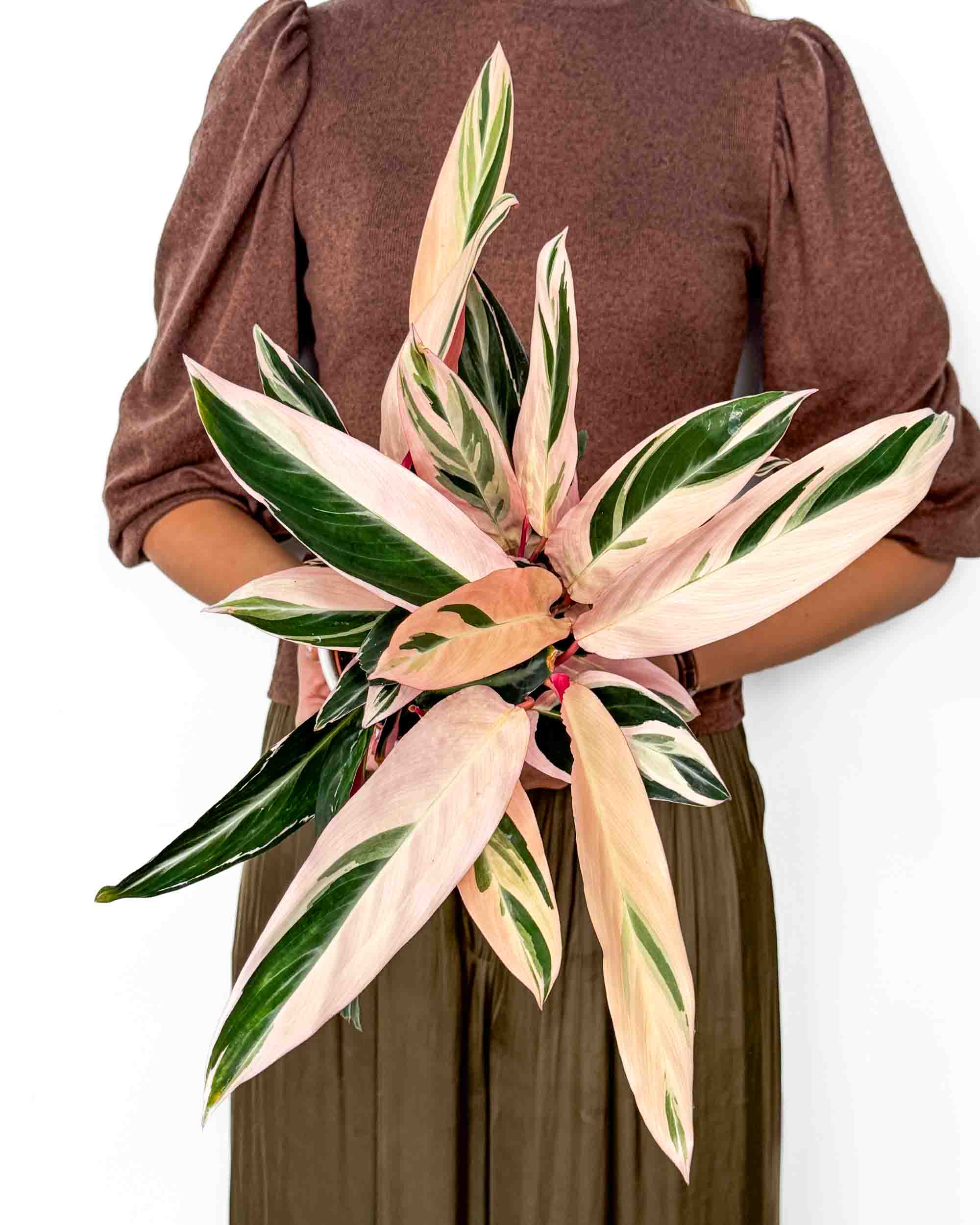 Kalateja 'Triostar' (Stromanthe sanguinea) (M) - Džungla Plants