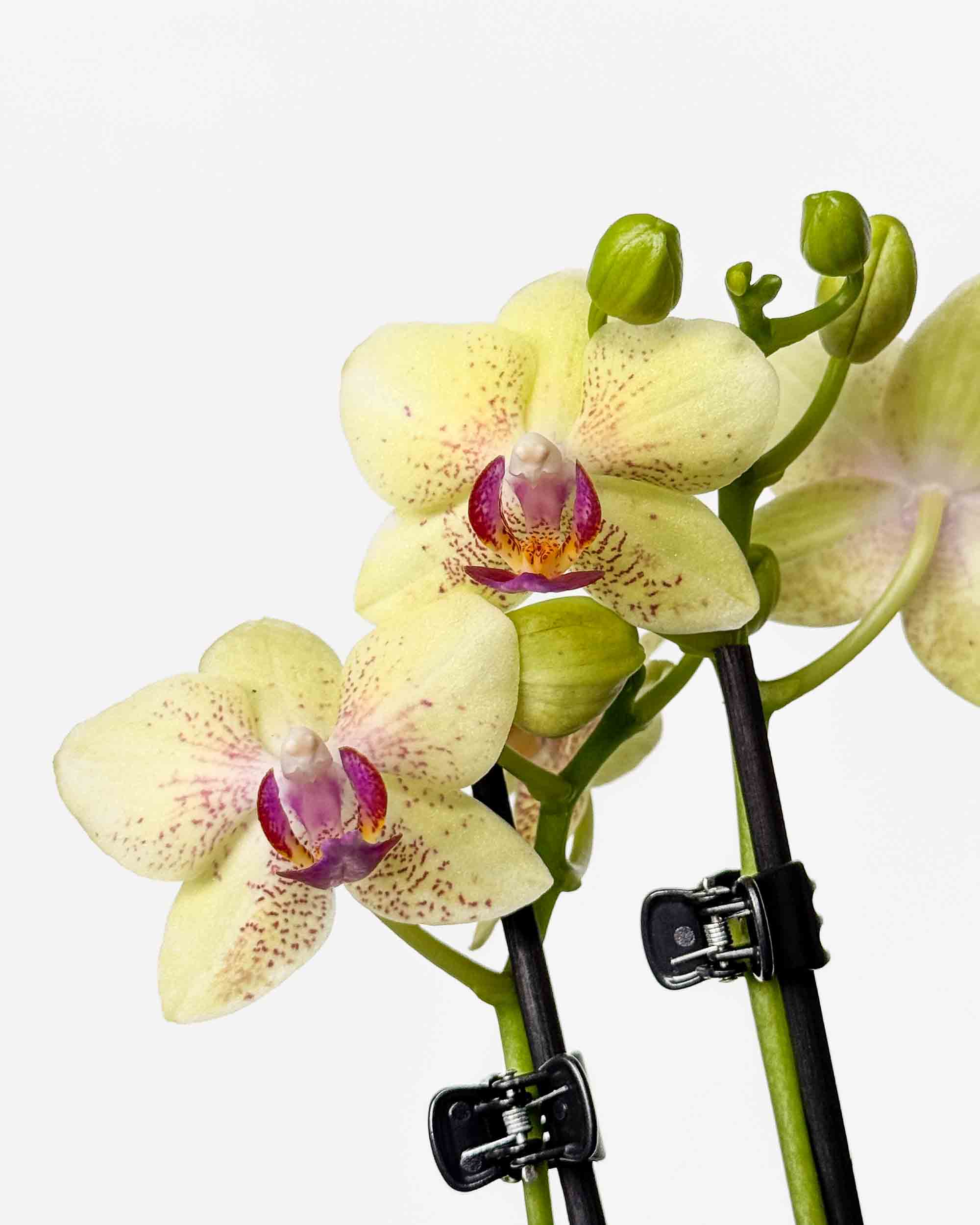 Metuljasta orhideja 'Sunny' - rumeno-roza cvet (Phalaenopsis) (S ...