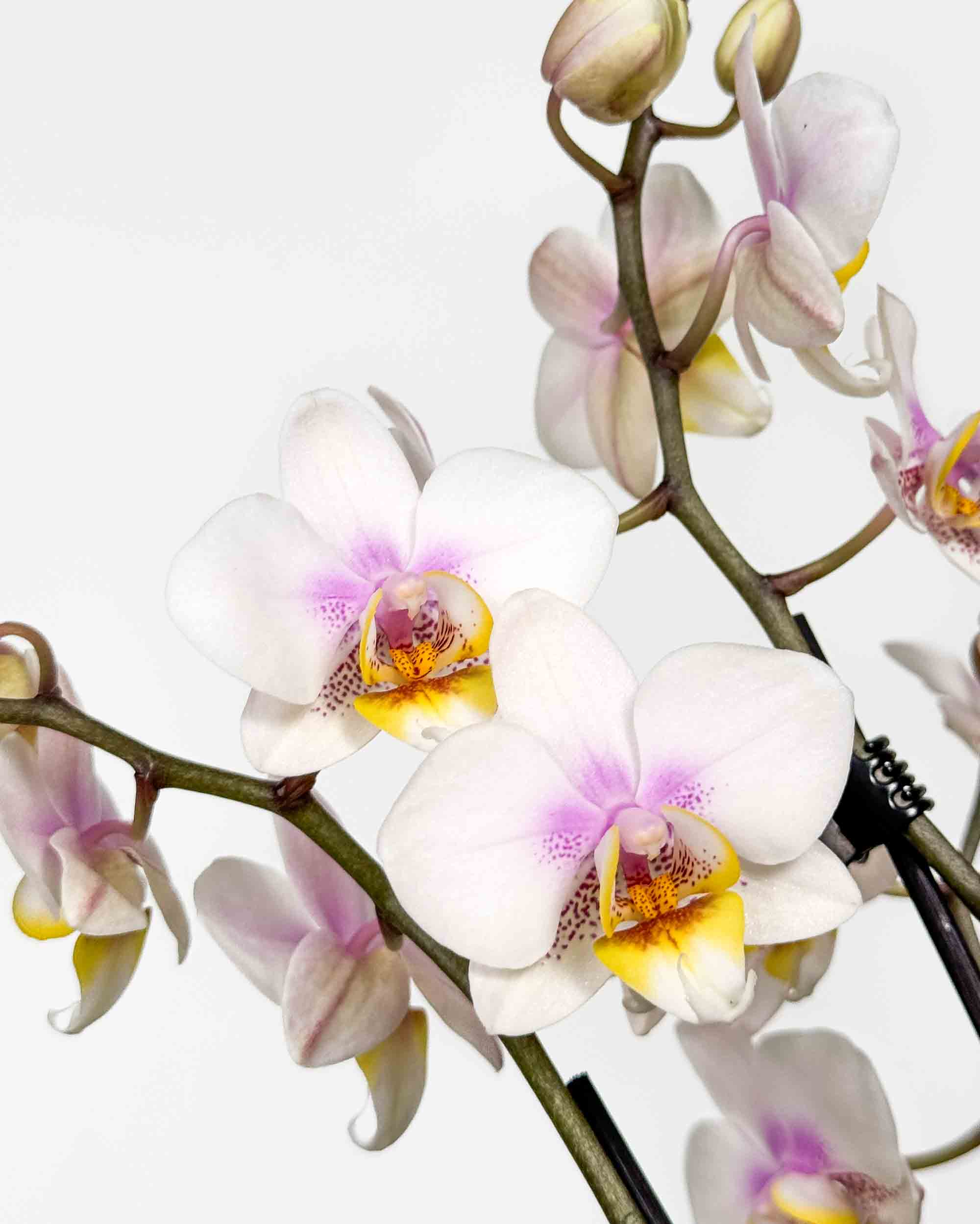 Metuljasta orhideja 'San Jose' - belo-roza cvet (Phalaenopsis) (S ...