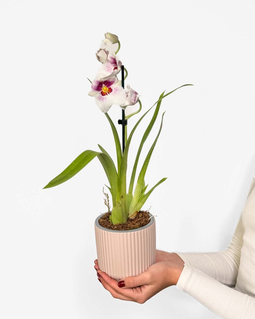 Orhideja Miltonija - bela (Miltonia) (M) - Džungla Plants