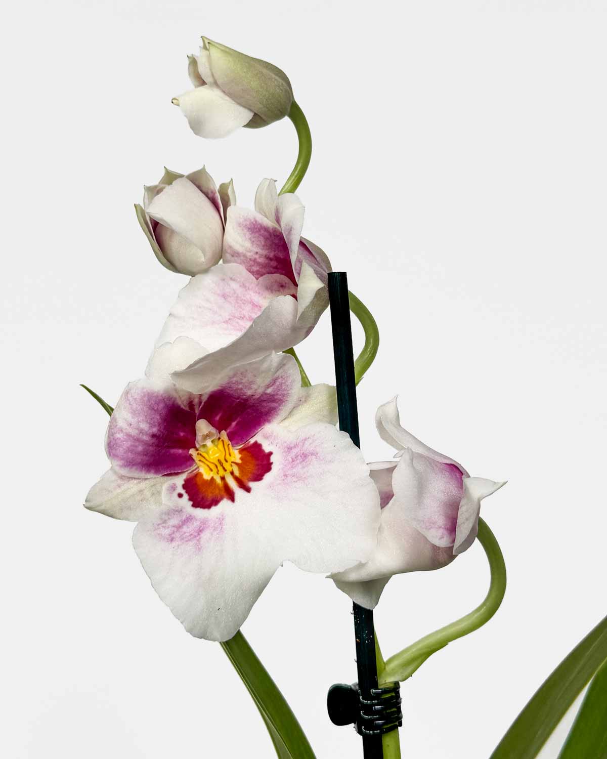 Orhideja Miltonija - bela (Miltonia) (M) - Džungla Plants