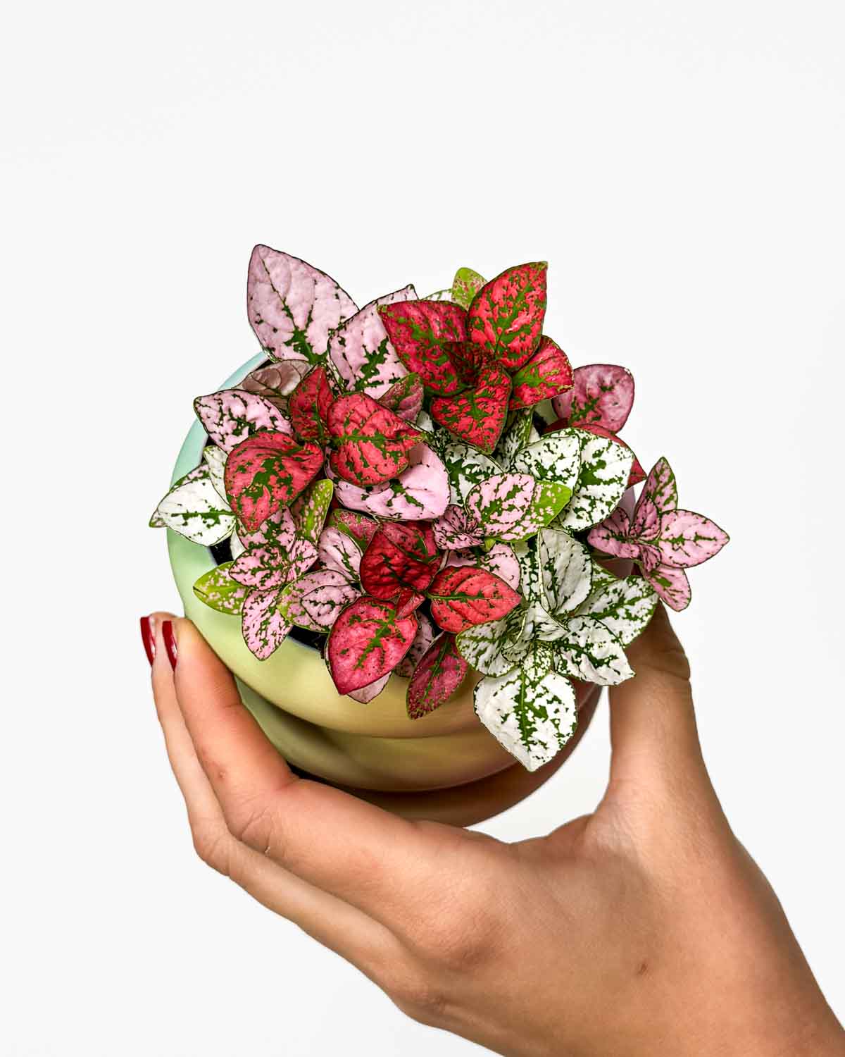 Polka dot plant 'Confetti MIX' (Hypoestes phyllostachya) (S) - Džungla ...