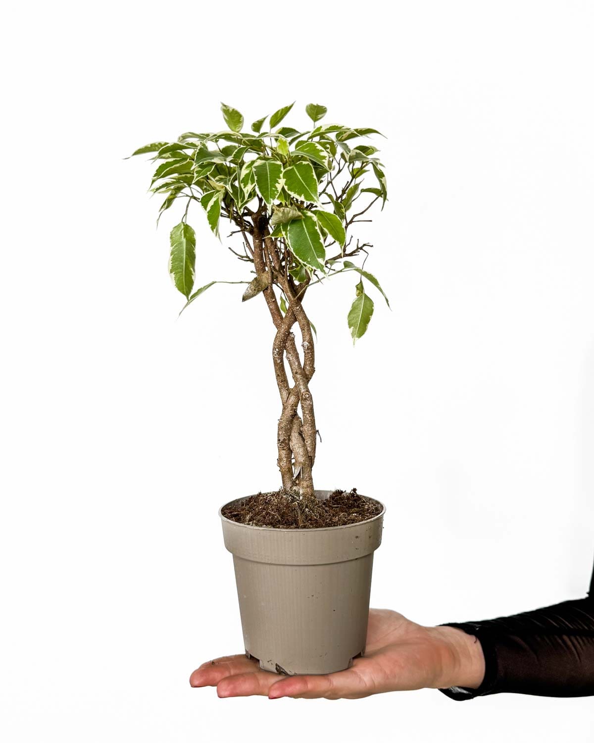Fikus benjamin 'Bushy King' 'REŠI ME' (Ficus benjamina) (M) - Džungla ...