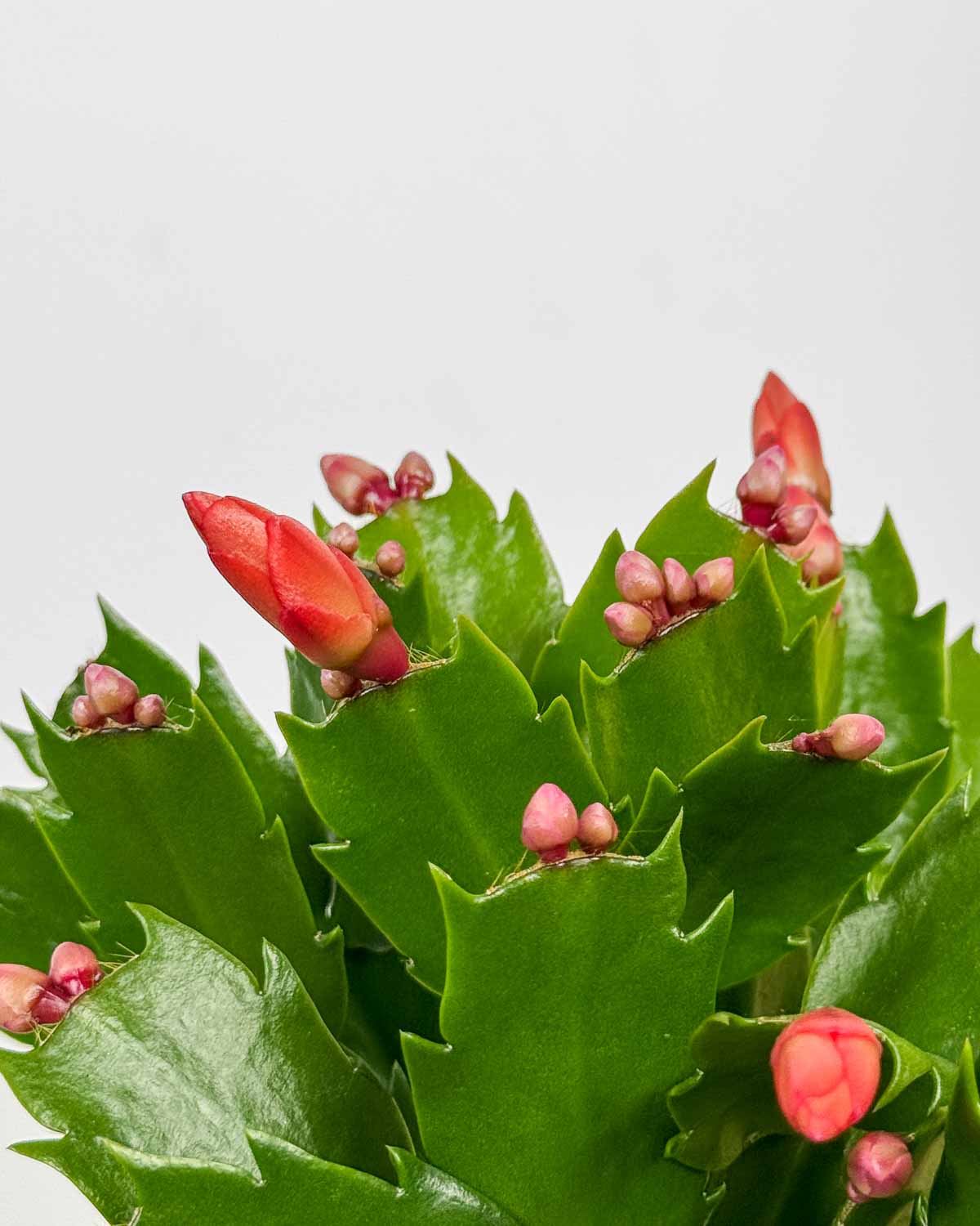 Zahvalni kaktus 'Christa' - oranžni cvetovi (Schlumbergera truncata) (S ...