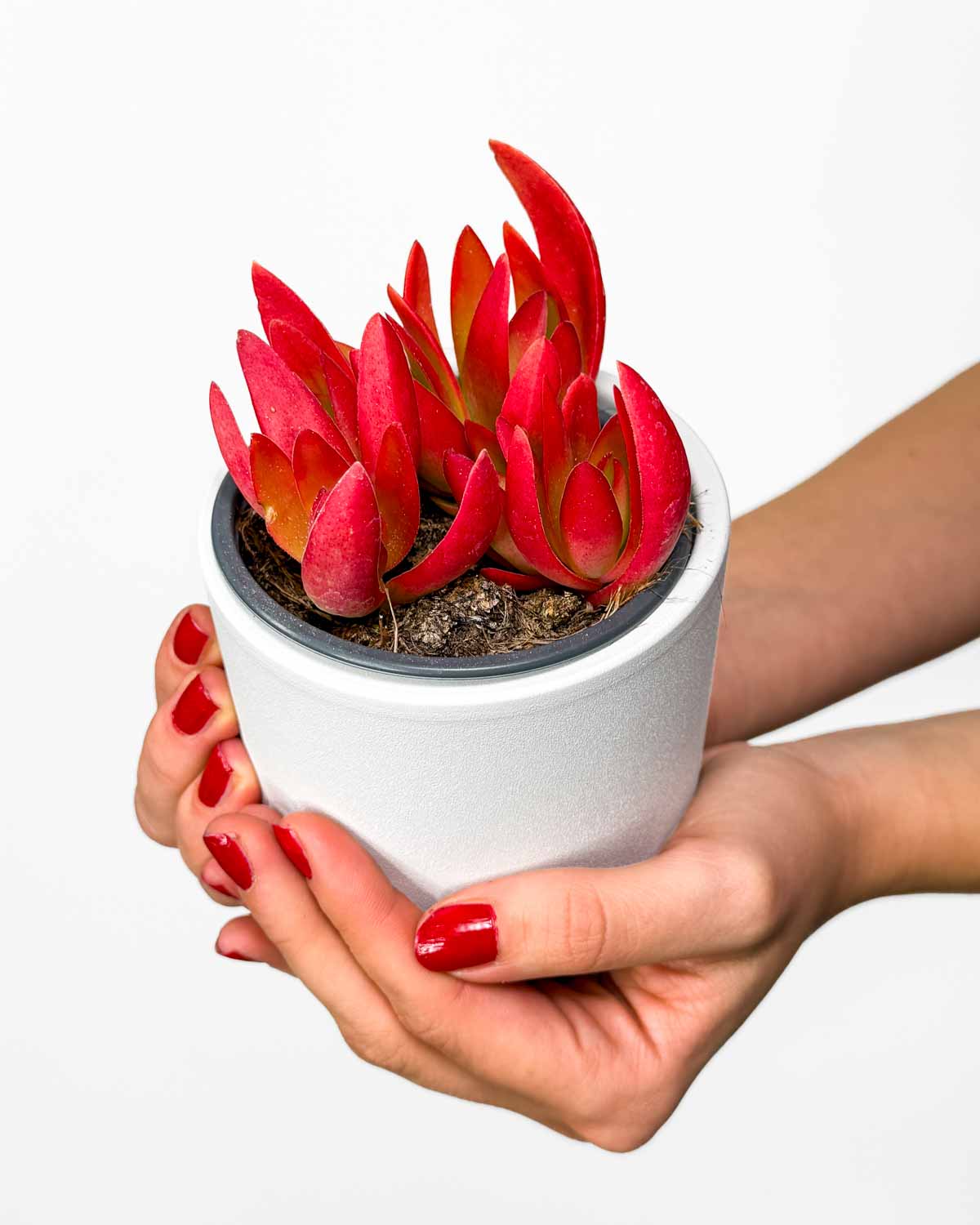 Krasula 'Campfire' (Crassula capitella) (S) - Džungla Plants