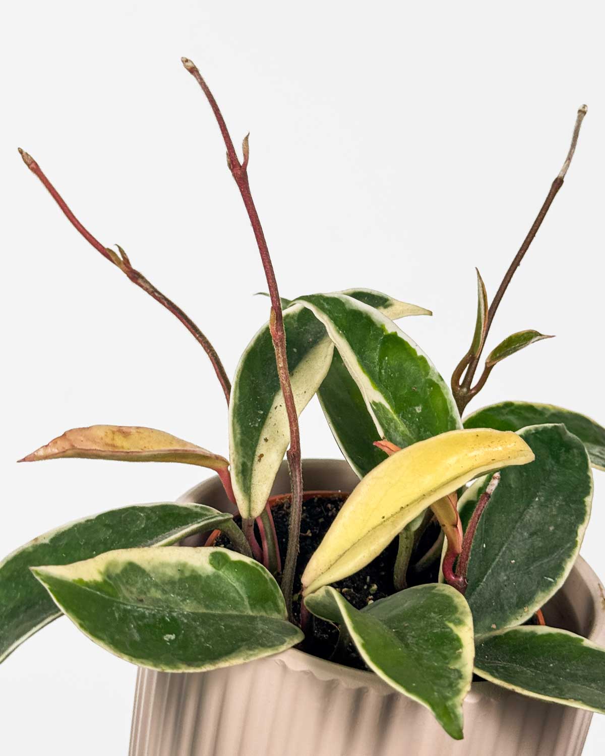 Voščenka 'Krimson Queen' (Hoya carnosa) (S) - Džungla Plants