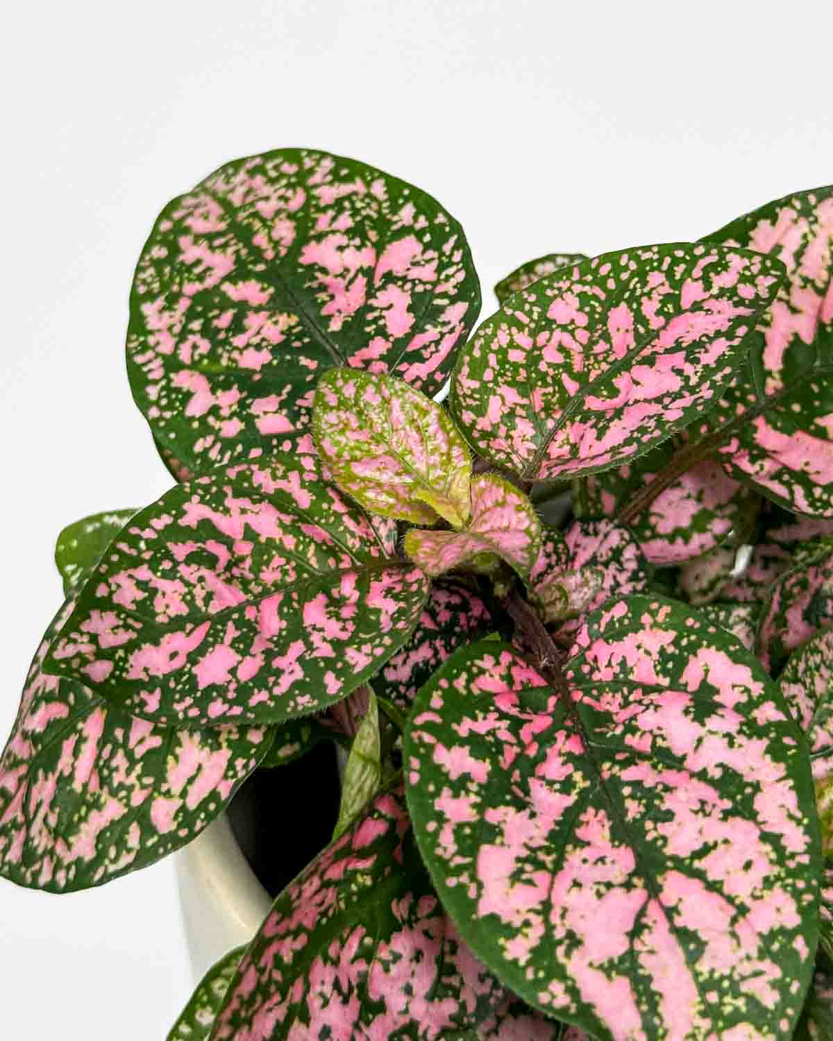 Polka dot plant 'Confetti Compact Rose' (Hypoestes phyllostachya) (XS ...