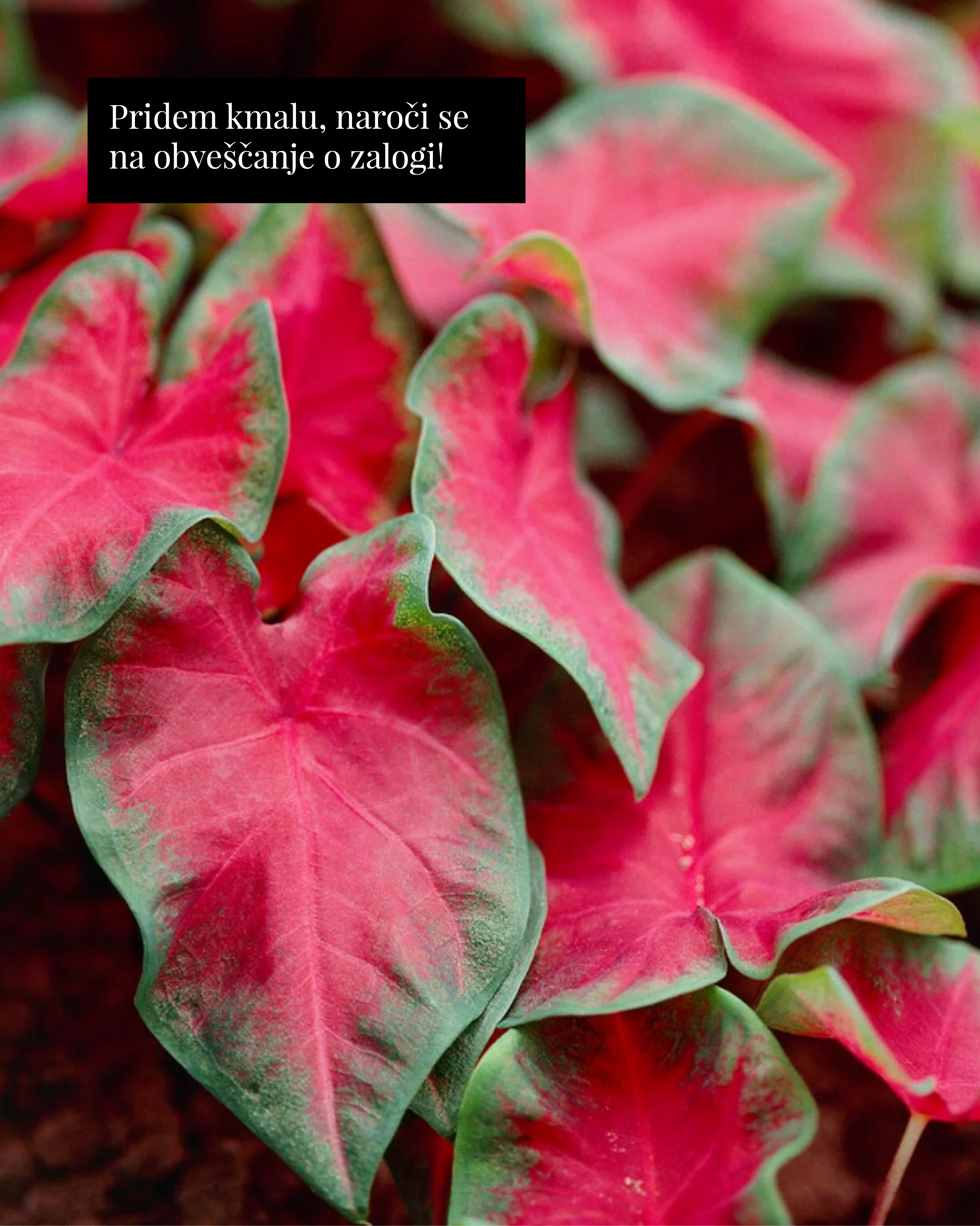 Kaladij 'Cherry Tart' (Caladium sp.) (1 jumbo gomolj) - Džungla Plants