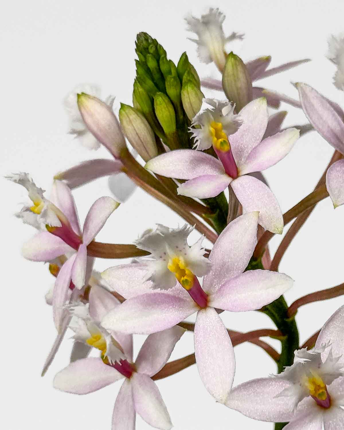 Orhideja Epidendrum - roza (Epidendrum radicans) (M) - Džungla Plants