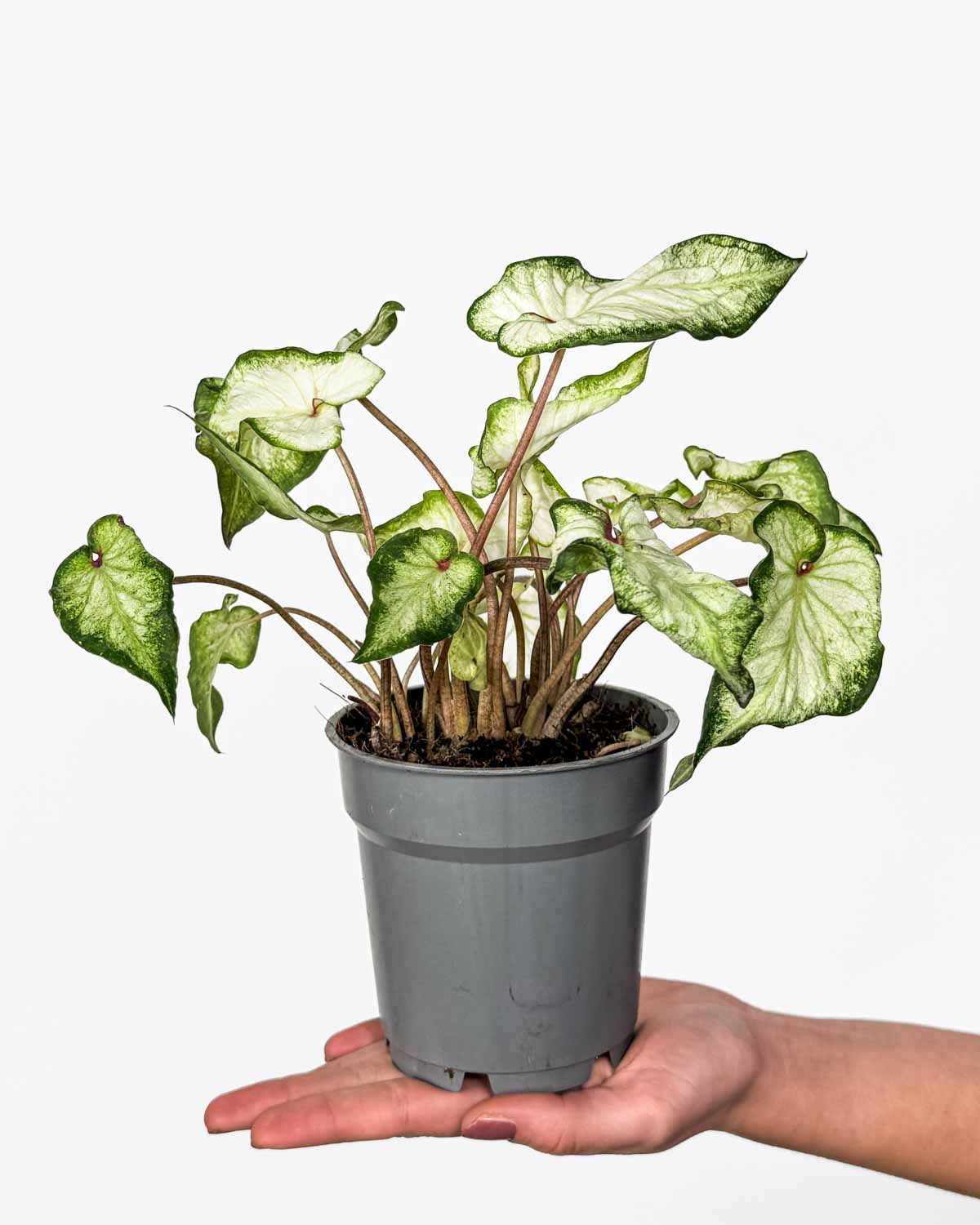 Kaladij 'White Wonder' 'REŠI ME' (Caladium sp.) (M) - Džungla Plants