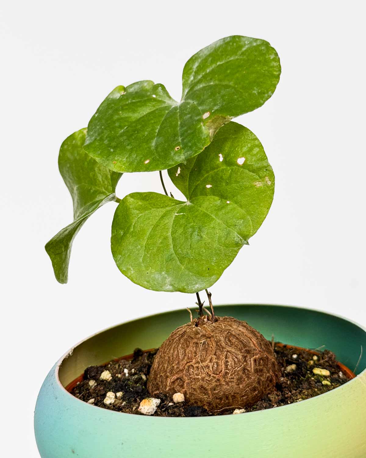 Slonova stopala (Dioscorea elephantipes) (S) - Džungla Plants