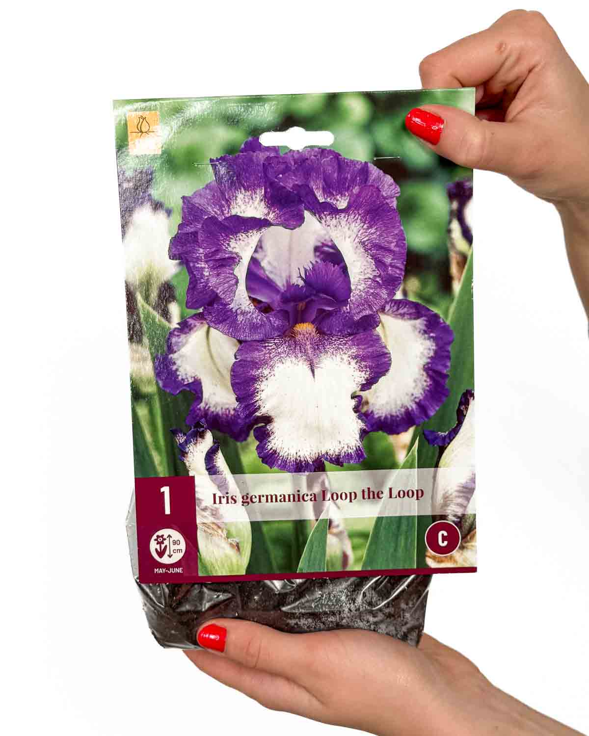 Gomolj Nemška perunika 'Loop The Loop' (Iris germanica) (1 gomolj ...