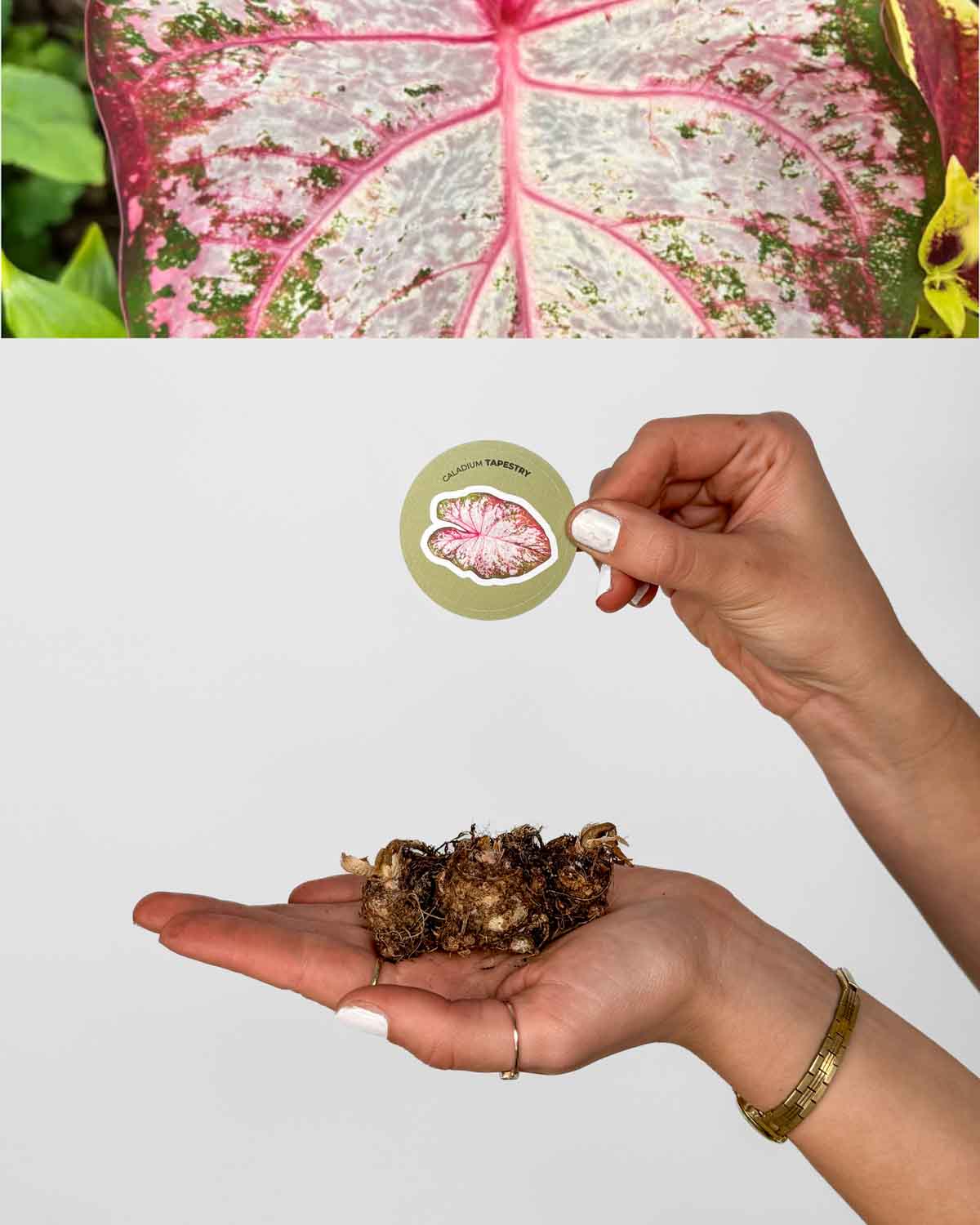 Kaladij 'Tapestry' (Caladium sp.) (1 gomolj) - Džungla Plants