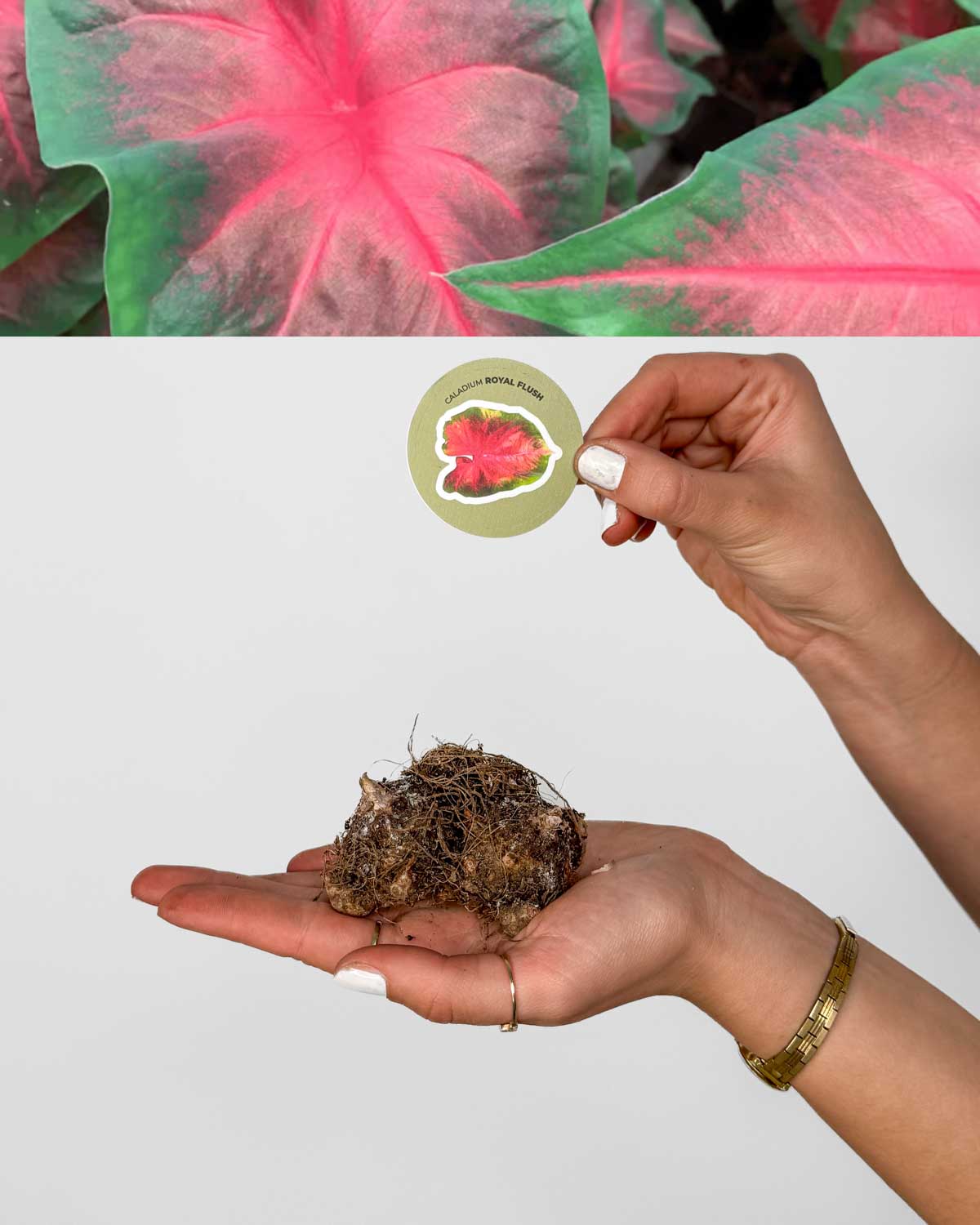 Kaladij 'Royal Flush' (Caladium sp.) (1 jumbo gomolj) - Džungla Plants